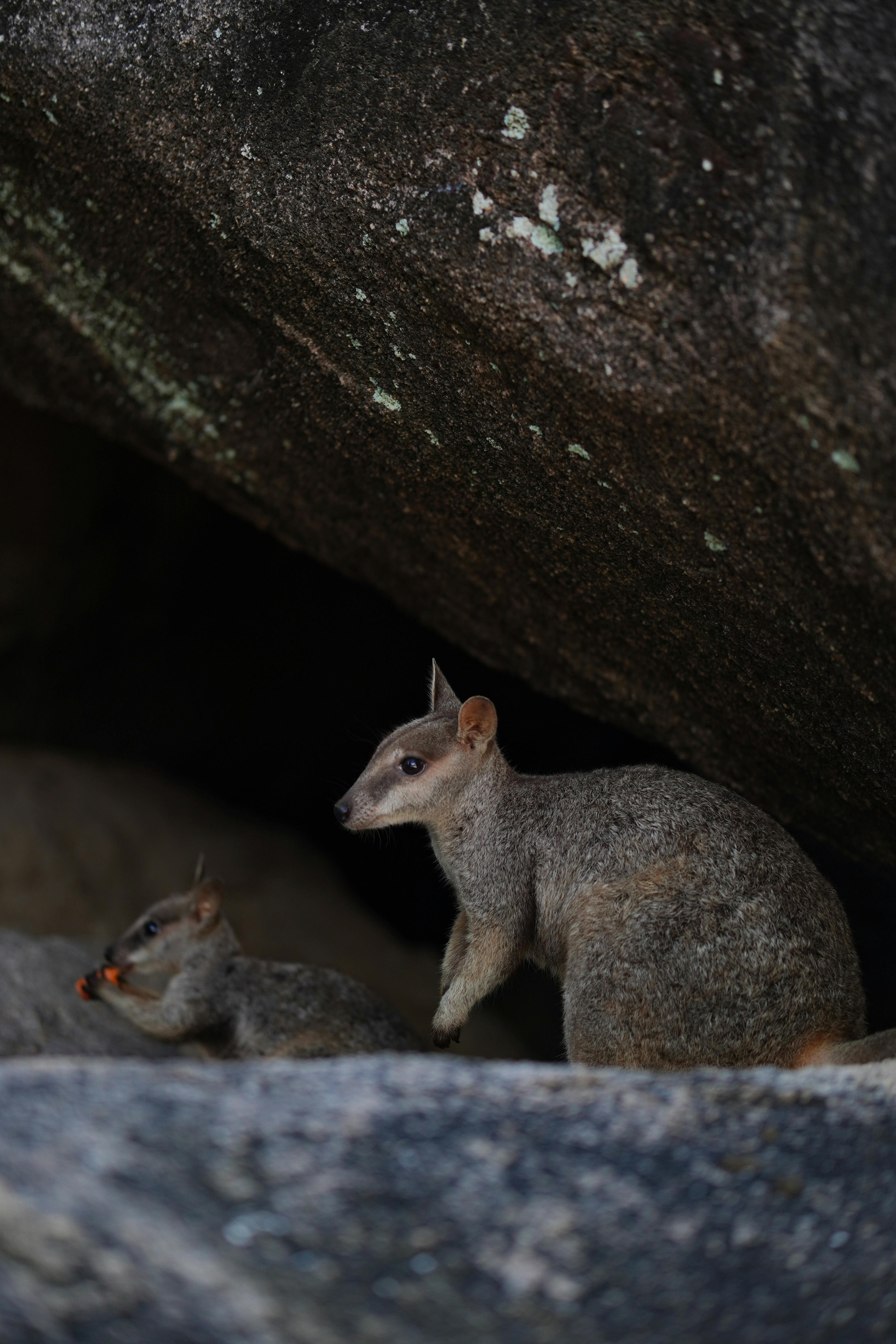Brazilian Outback Photos, Download The BEST Free Brazilian Outback ...