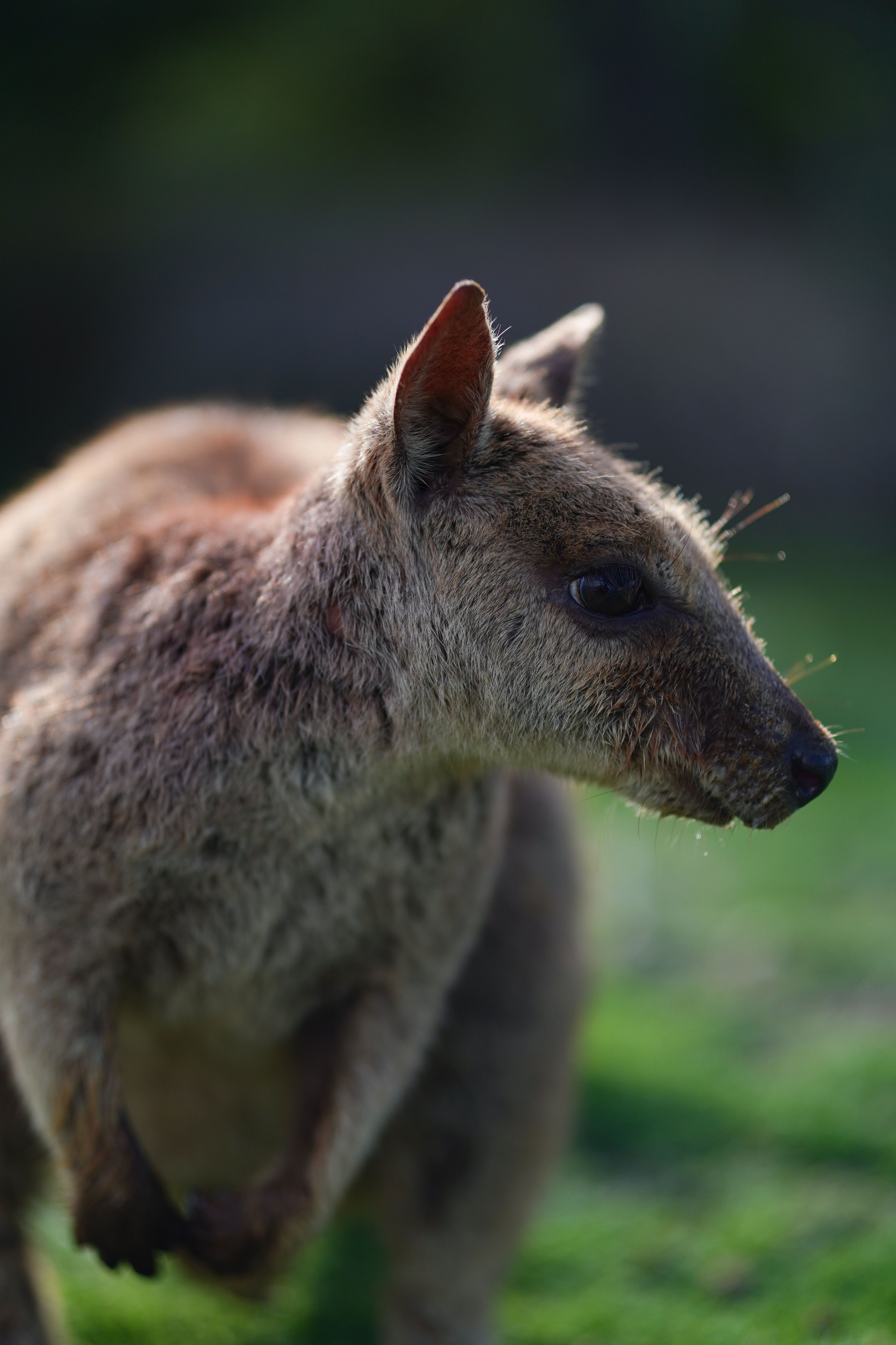 Close-up of a Wallaby in Natural Habitat · Free Stock Photo