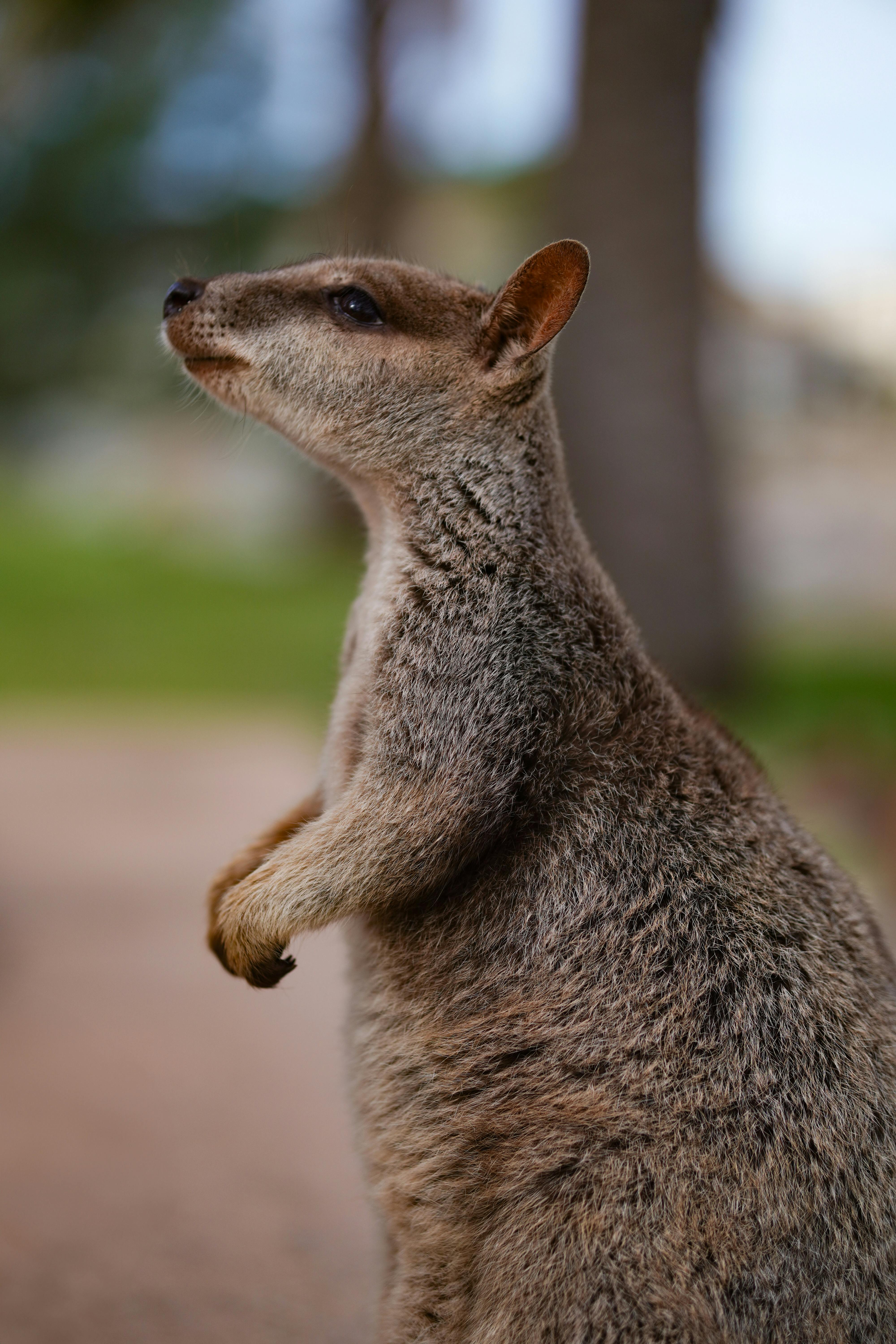 Close-Up Portrait of a Quokka in Nature · Free Stock Photo