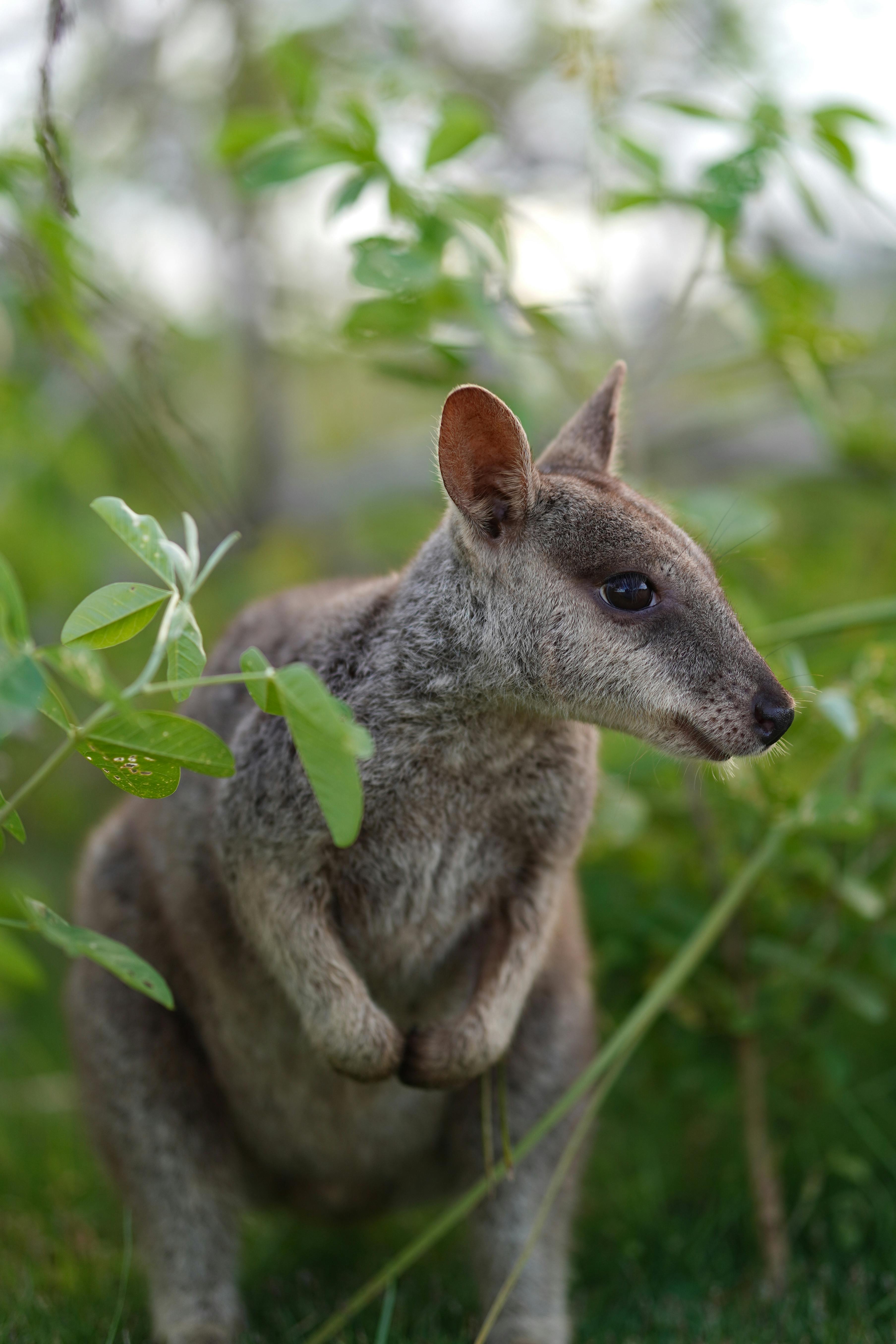 Close-up of a wallaby in natural habitat · Free Stock Photo