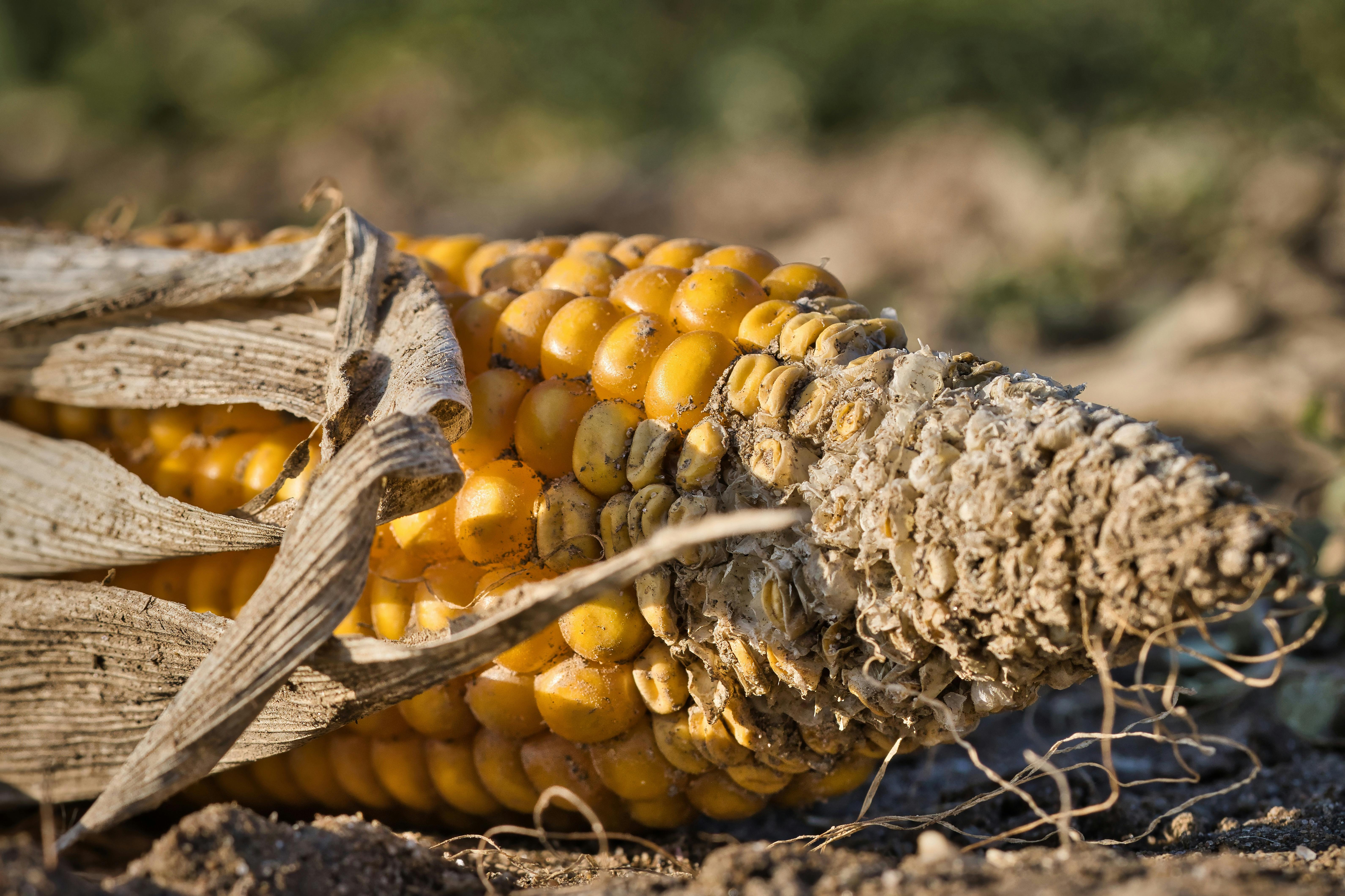 Primer Plano De Una Mazorca De Maíz Seca Sobre La Superficie Del Suelo ...
