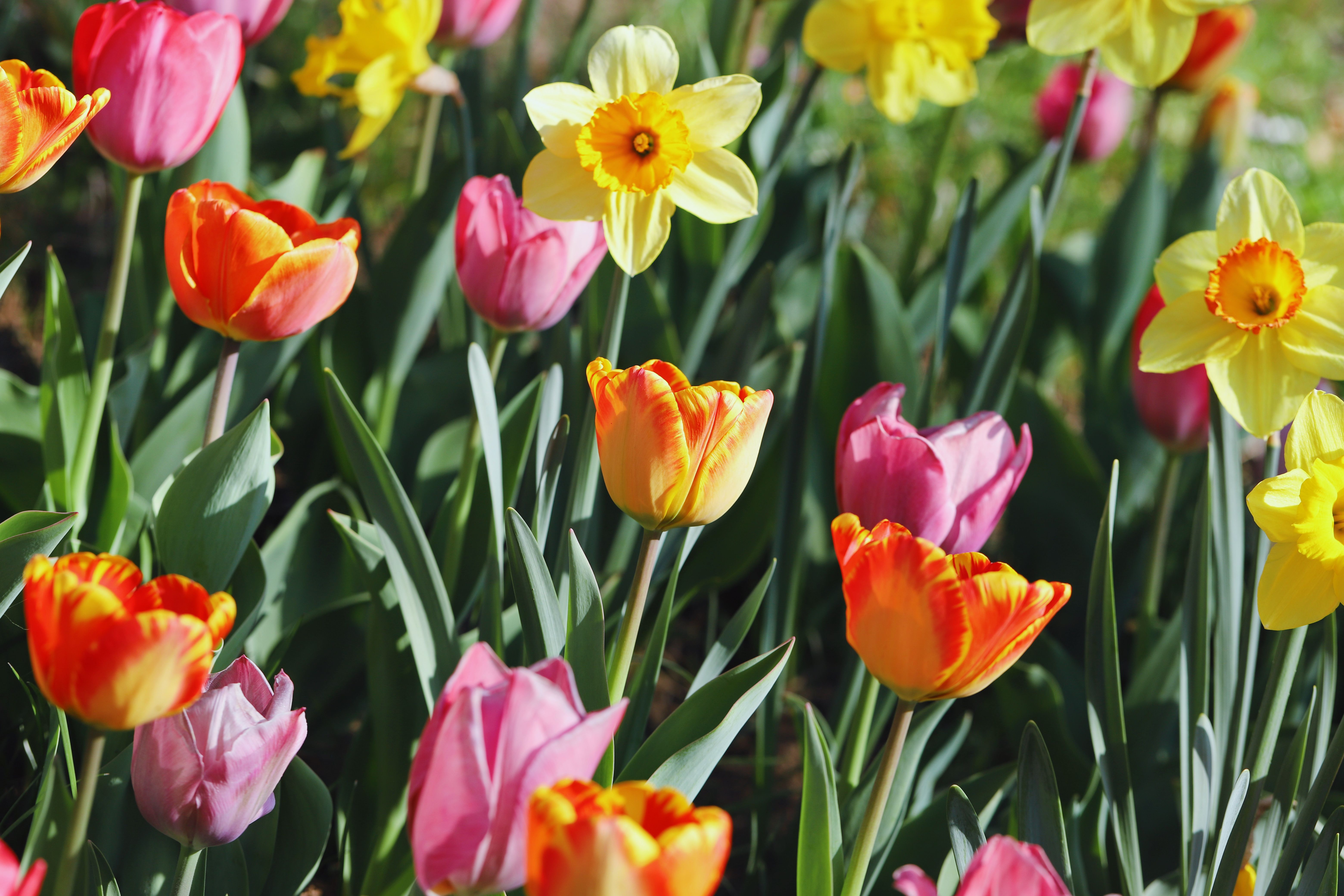 Vibrant Field of Tulips and Daffodils in Spring · Free Stock Photo