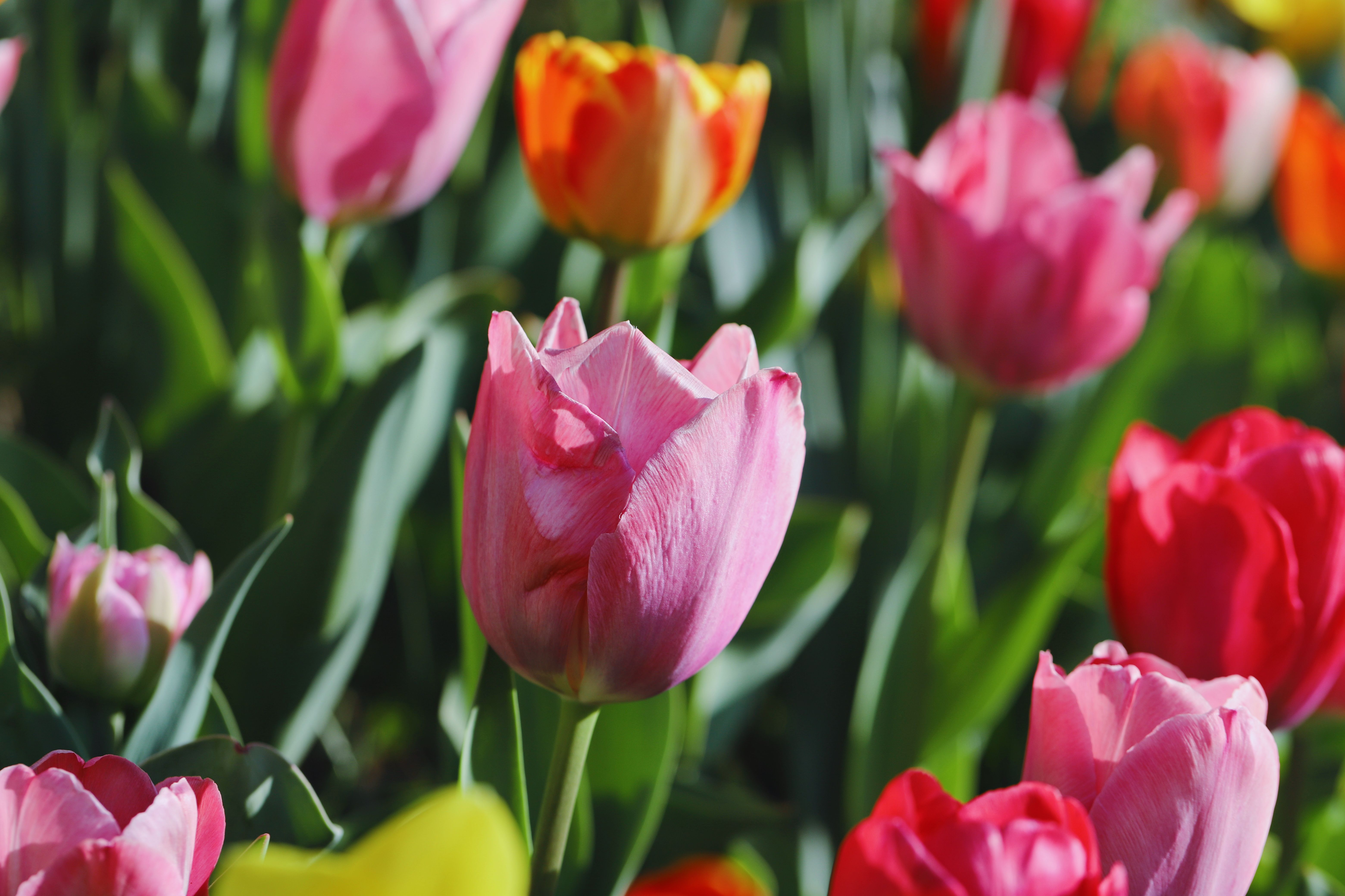 Vibrant Field of Colorful Spring Tulips · Free Stock Photo