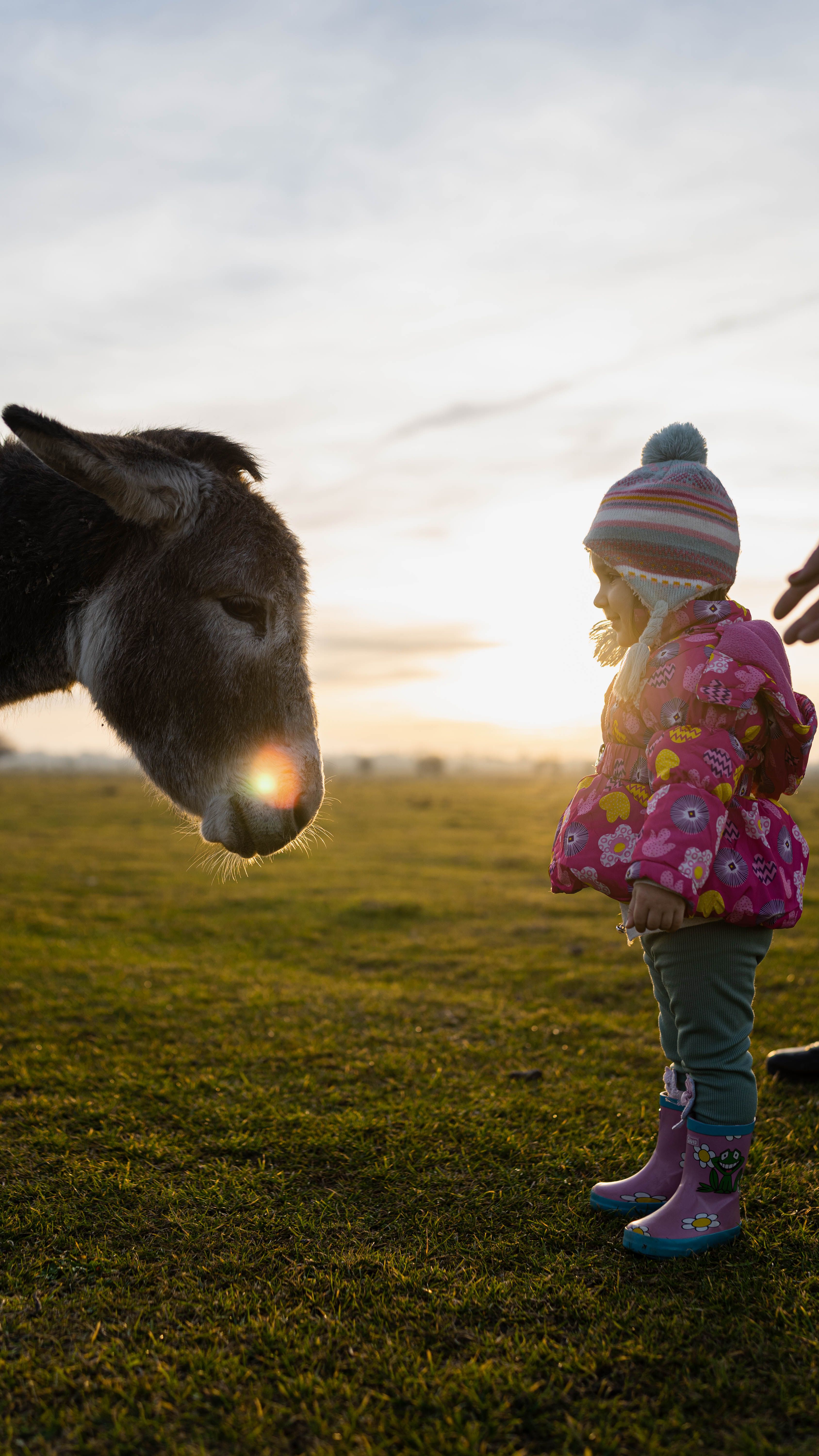 Adorable Child Meets Donkey at Sunset Outdoors · Free Stock Photo