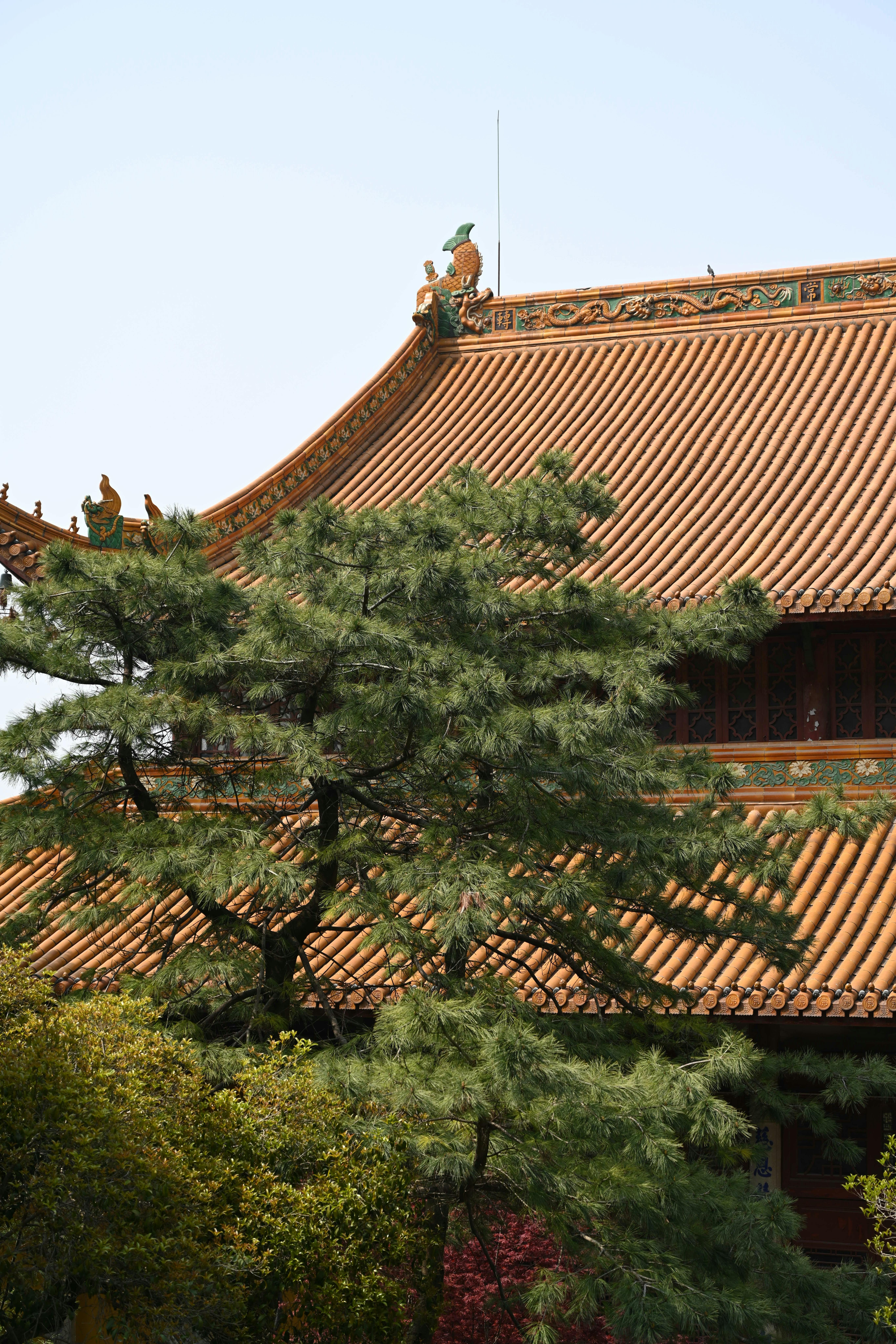 Traditional Asian Temple Roof with Pine Tree · Free Stock Photo