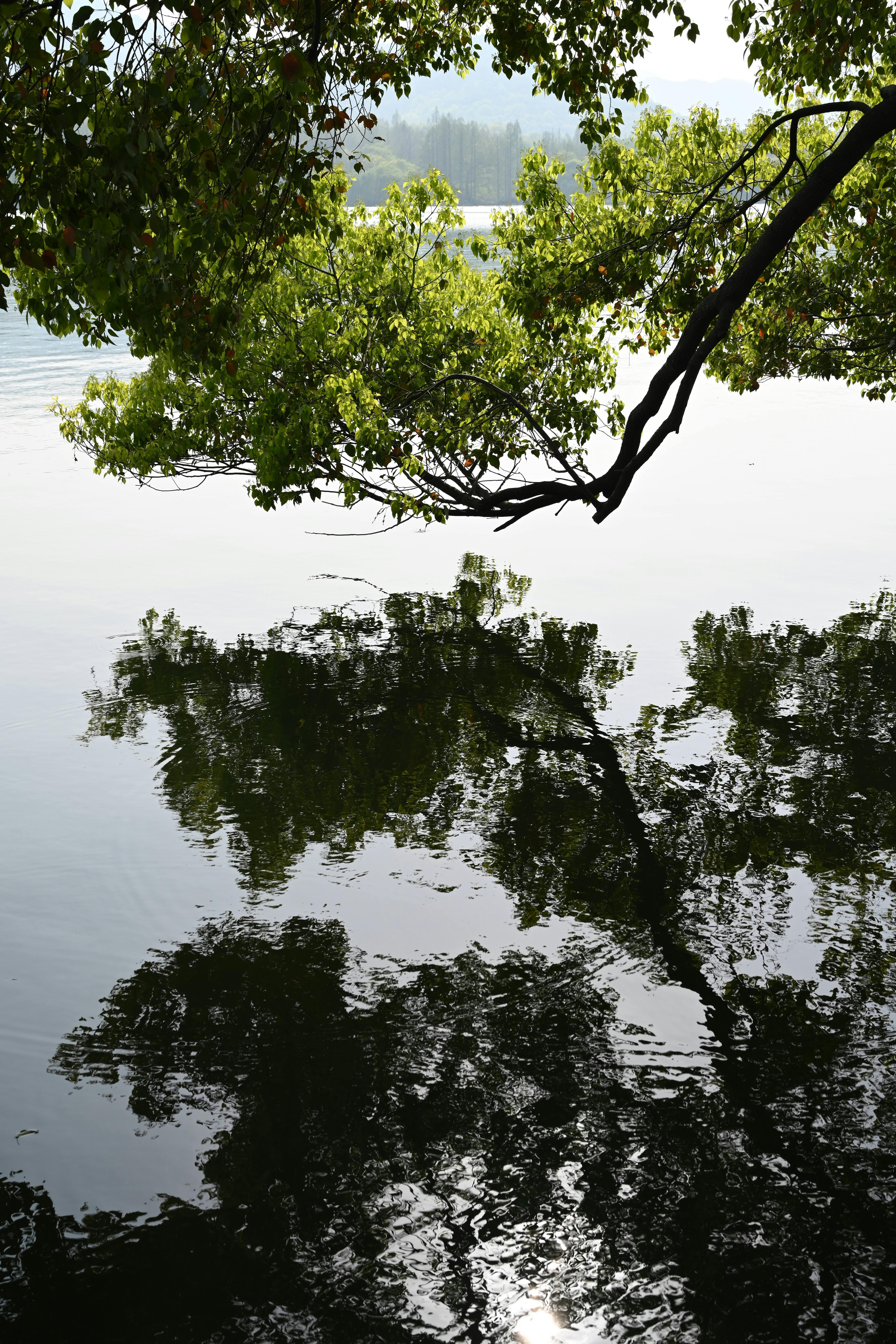 Serene Lakeside Reflection with Tree Branches · Free Stock Photo