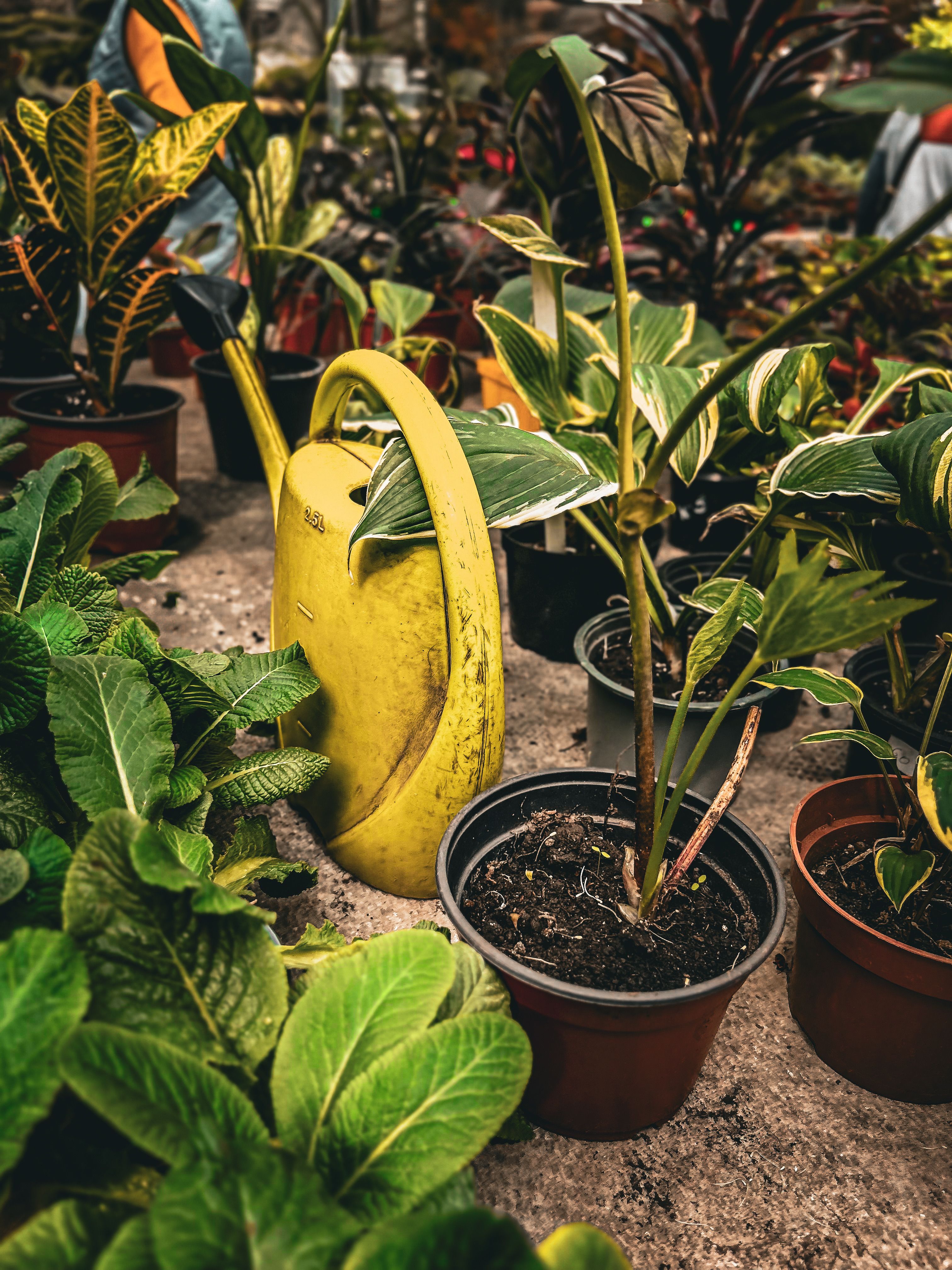 Vibrant Garden Scene with Watering Can and Plants · Free Stock Photo