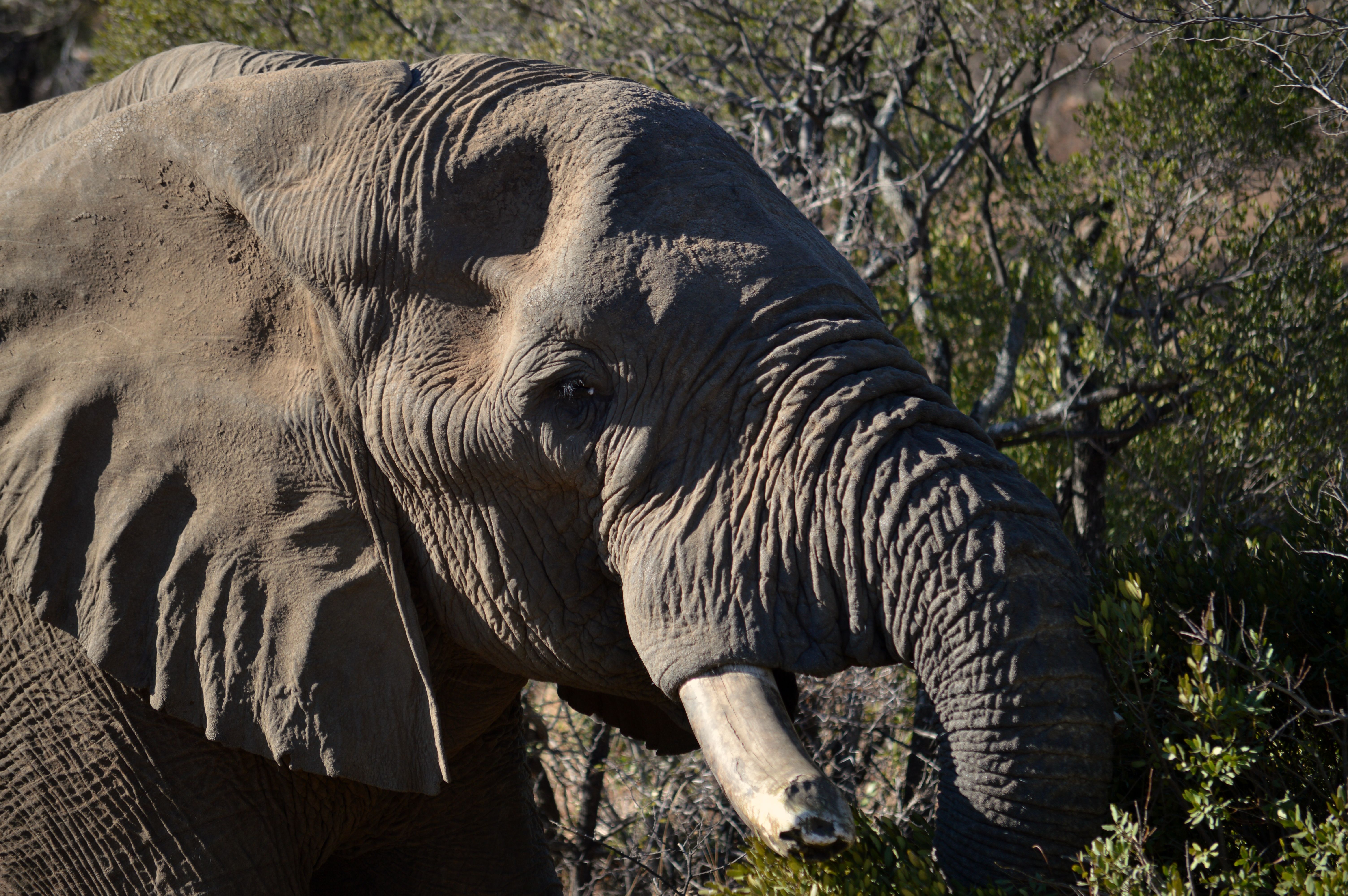 Elefante Africano Salvaje En Su Hábitat Natural · Foto de stock gratuita
