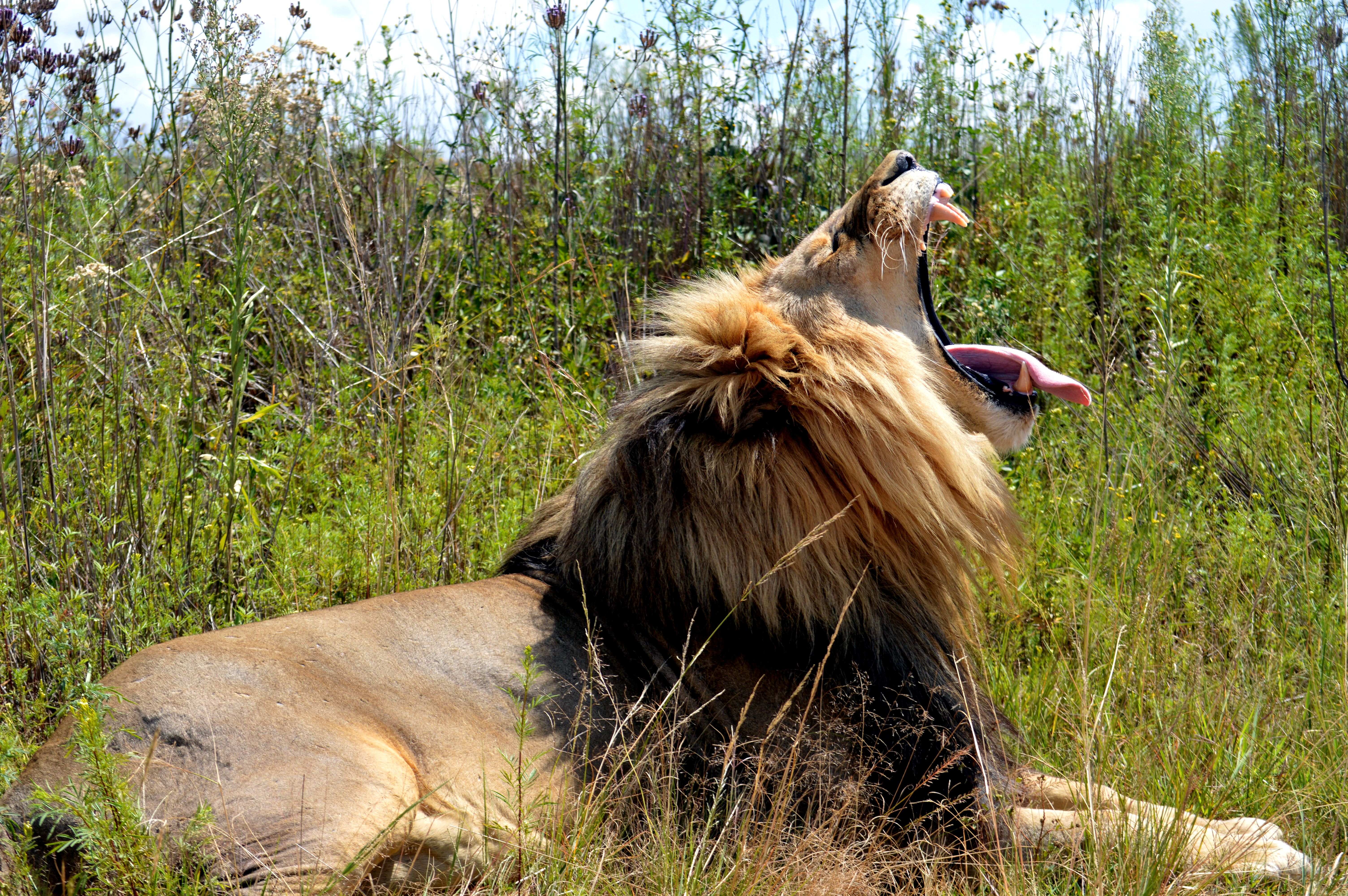 Savanna Lion Photos, Download The BEST Free Savanna Lion Stock Photos ...