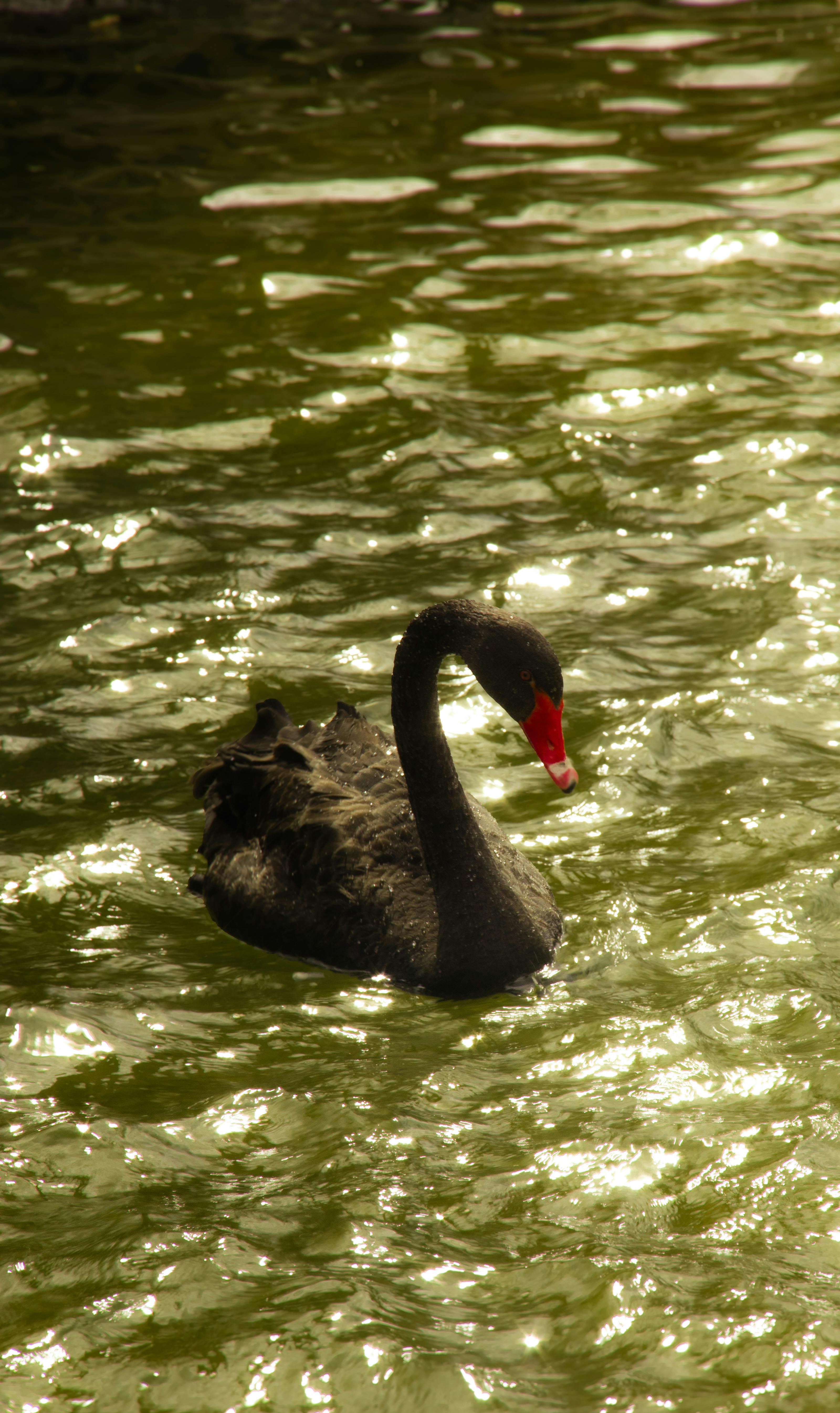 Black Swan in a Sunlit Pond, Ankara, Türkiye · Free Stock Photo