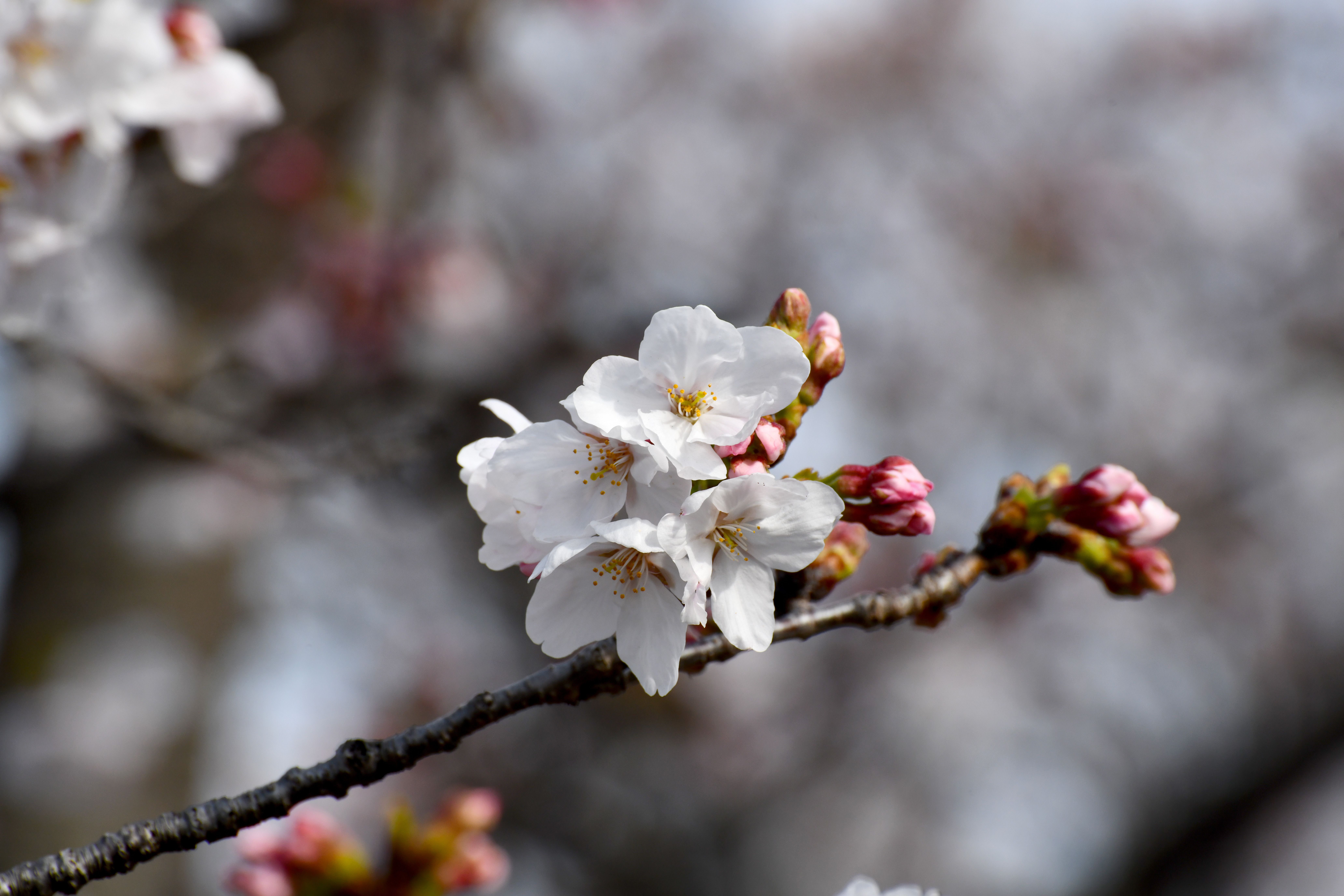 Branching Diagram Photos, Download The BEST Free Branching Diagram ...