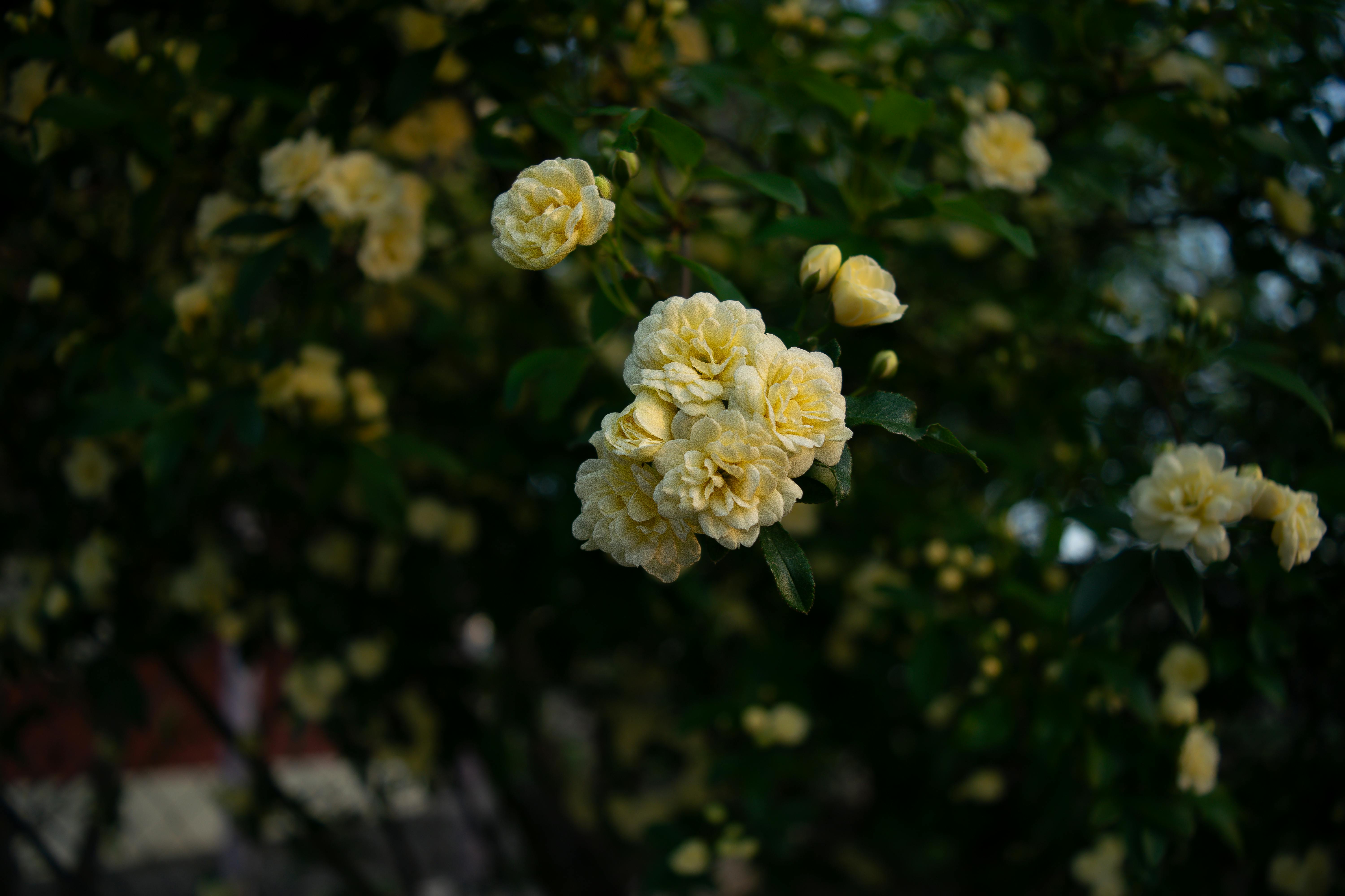 Yellow Climbing Roses in Bloom Close-up · Free Stock Photo