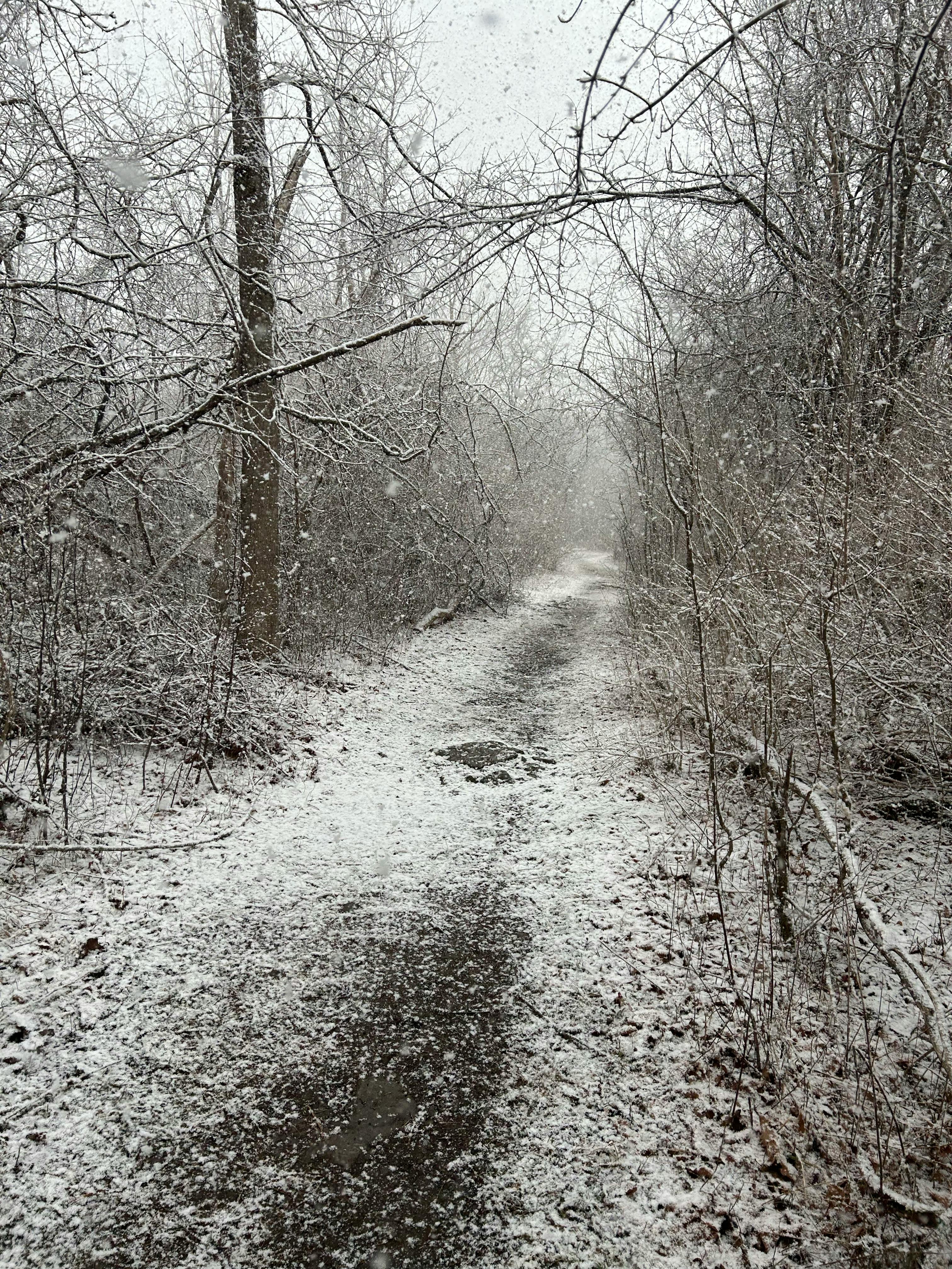 Snowy Winter Pathway Through the Woods · Free Stock Photo