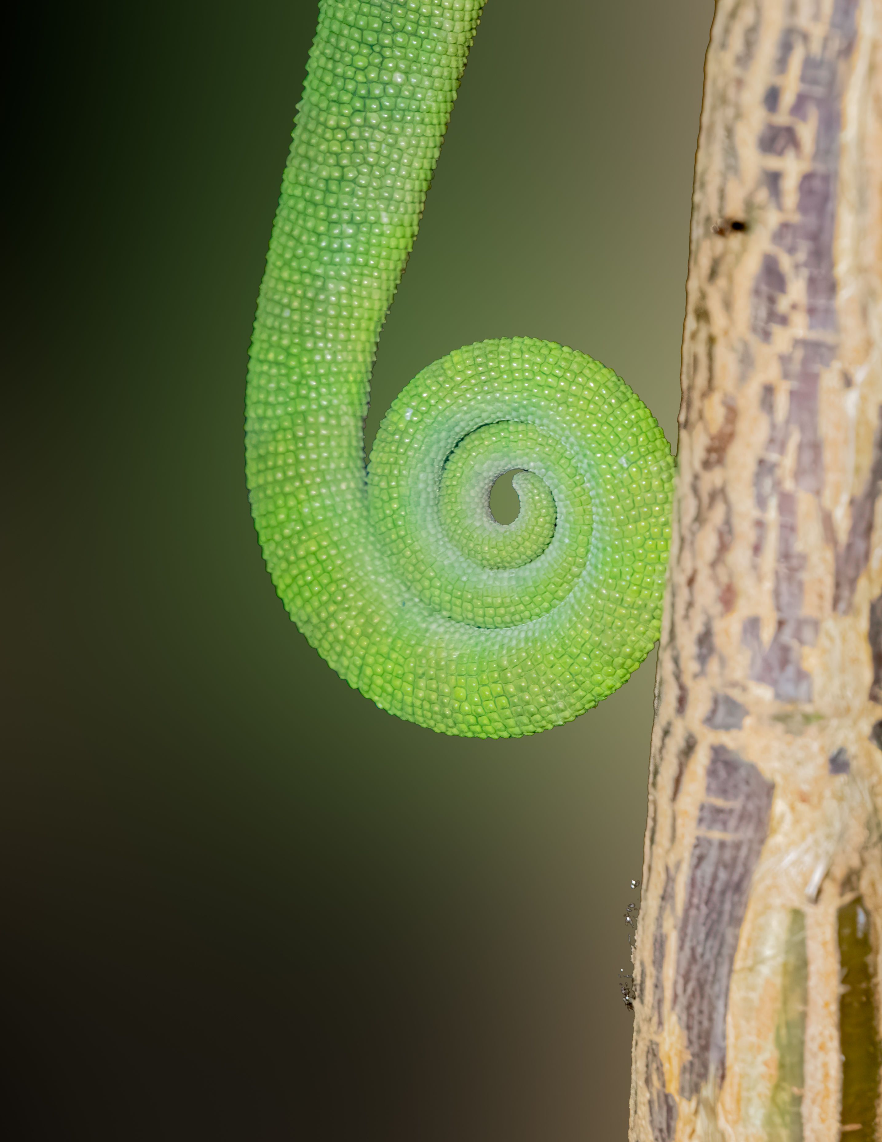 Close-up of Chameleon's Curled Tail on Branch · Free Stock Photo