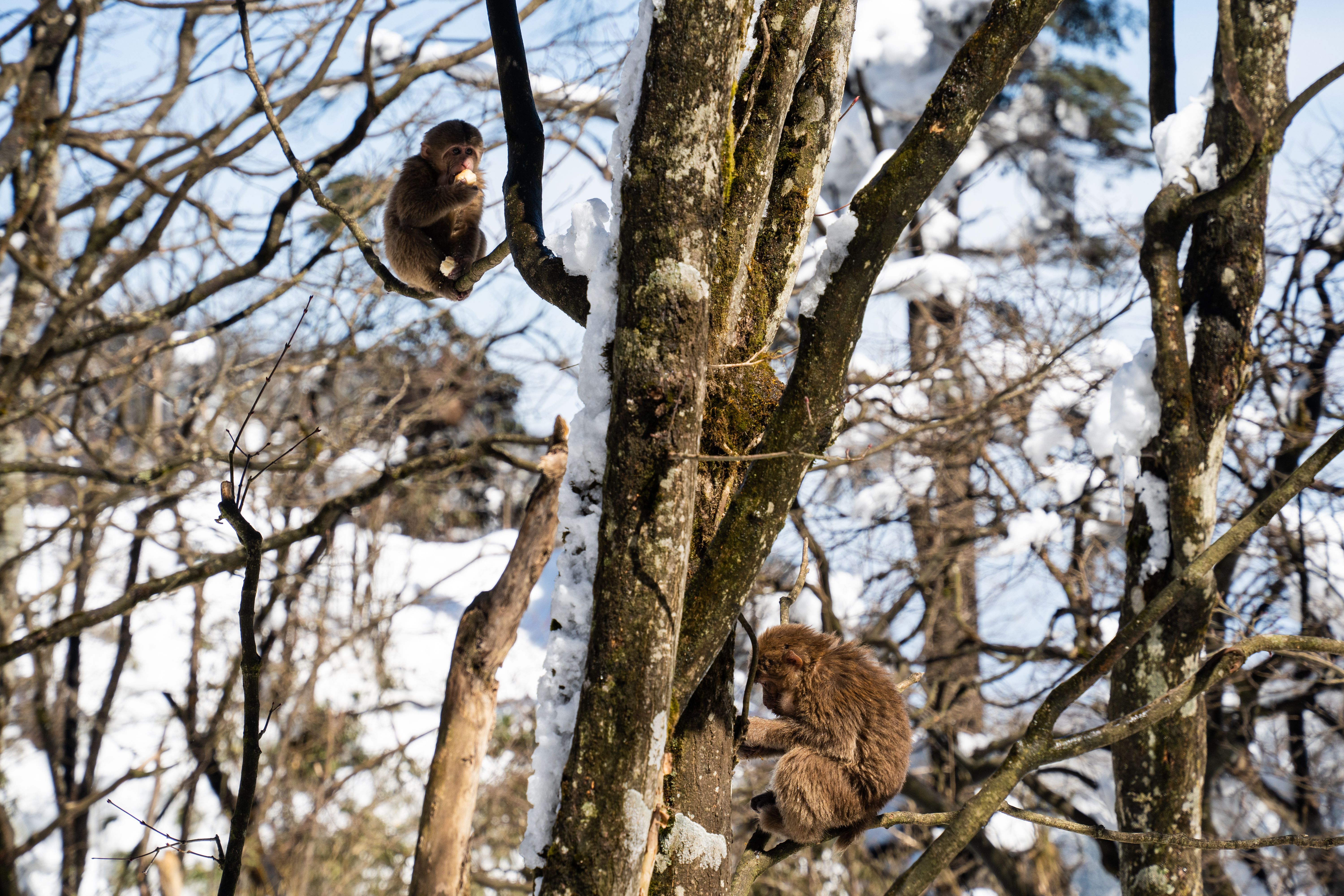 Golden Snub-Nosed Monkeys in Snowy Leshan Forest · Free Stock Photo