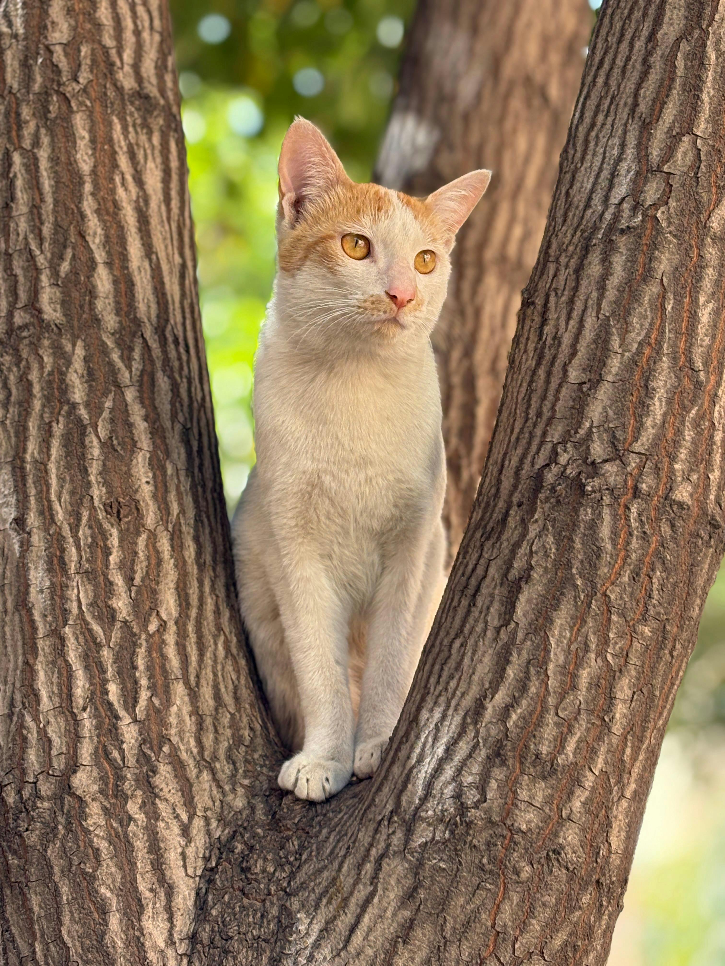 Cat Perched Gracefully Between Tree Trunks · Free Stock Photo