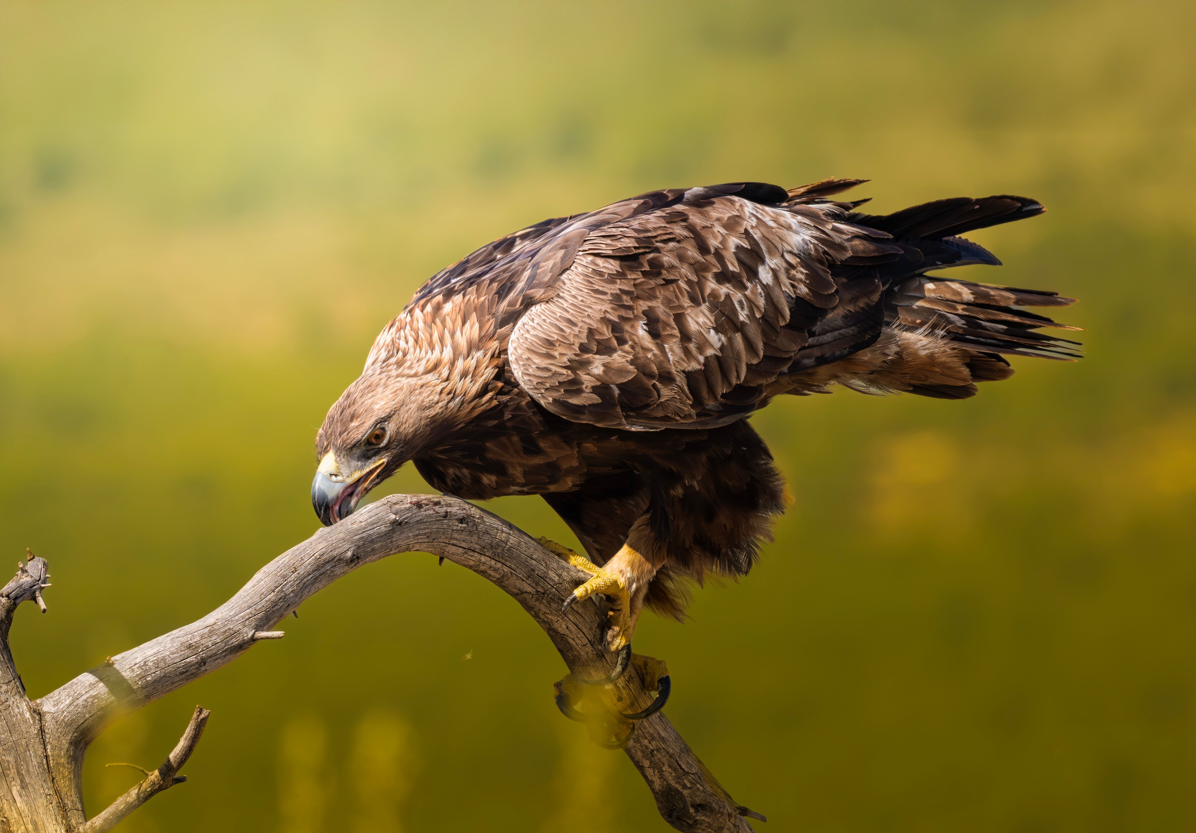 Wounded Eagle Photos, Download The BEST Free Wounded Eagle Stock Photos ...