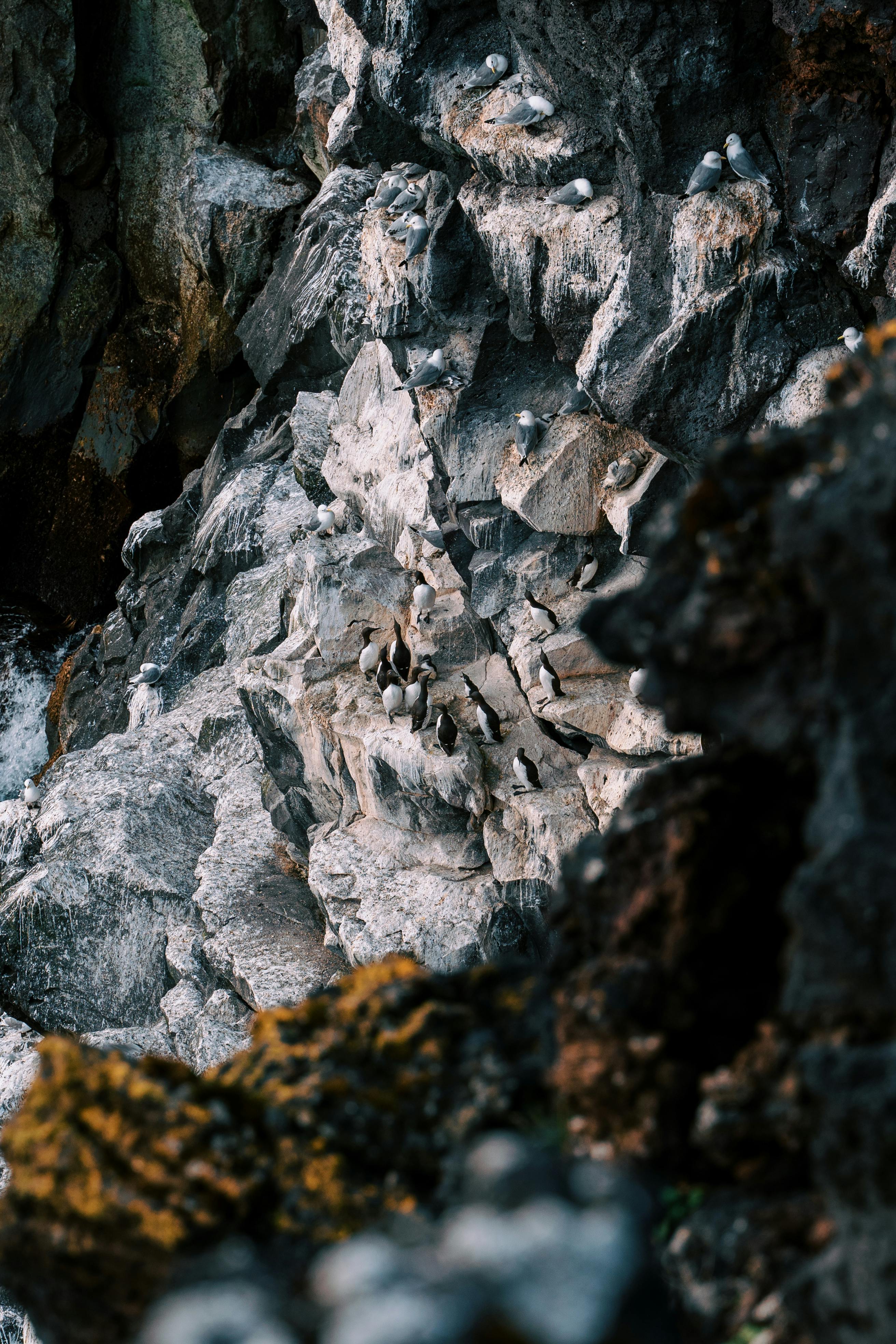 Birds Nesting on Rugged Icelandic Cliffs · Free Stock Photo