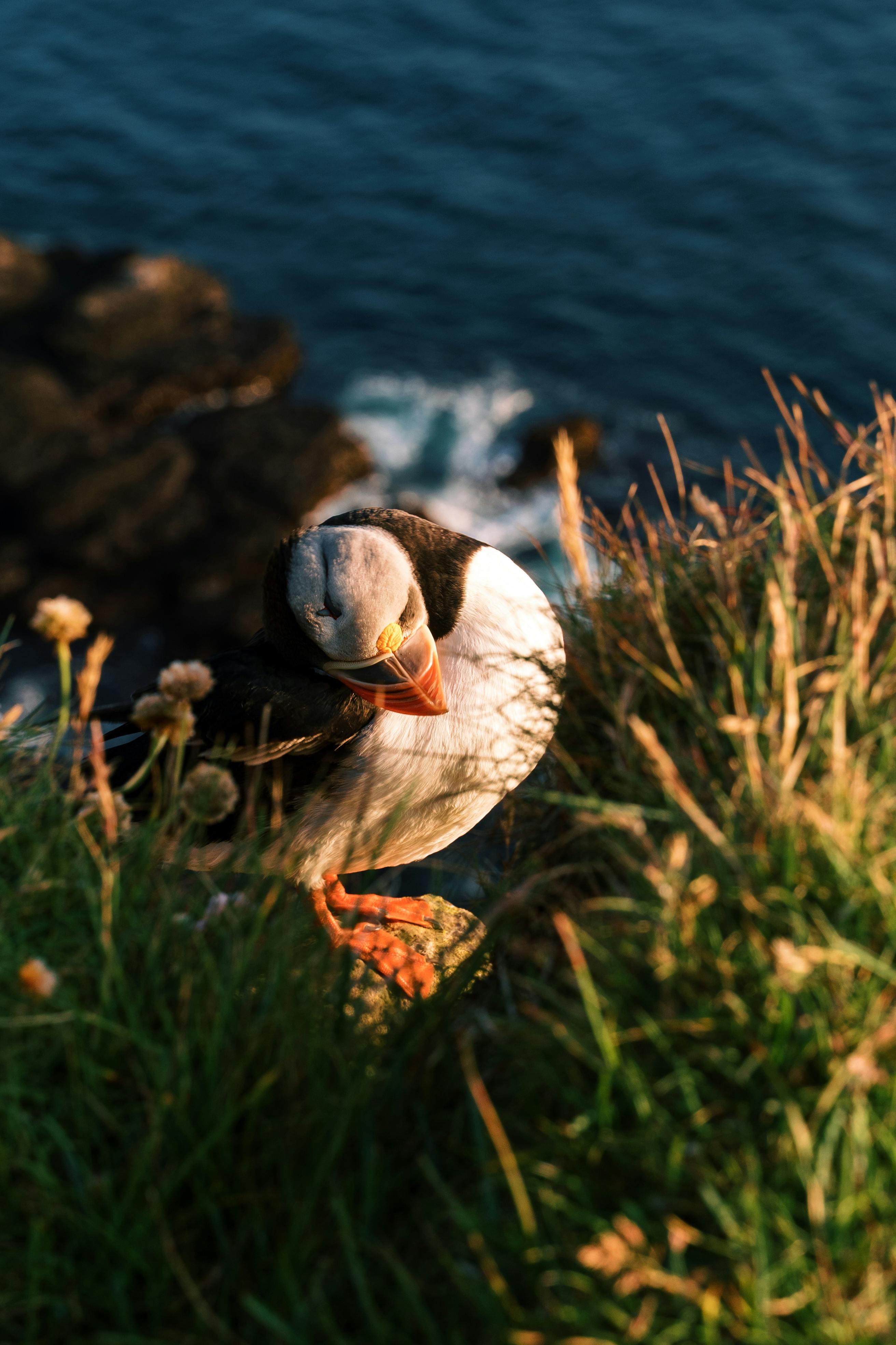 Atlantic Puffin on Icelandic Cliff at Sunset · Free Stock Photo