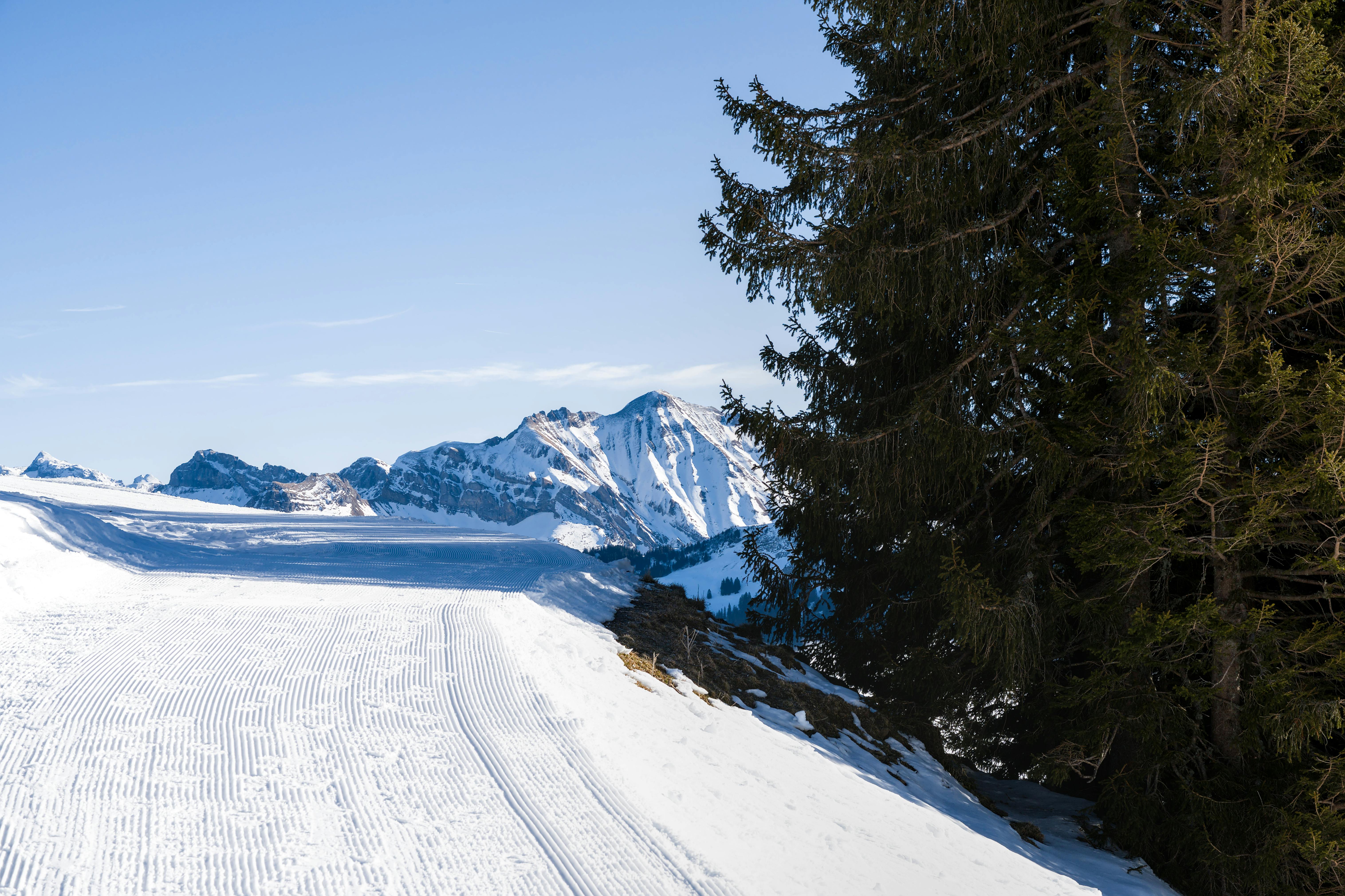 Snowy Swiss Alps with Fir Tree in Foreground · Free Stock Photo