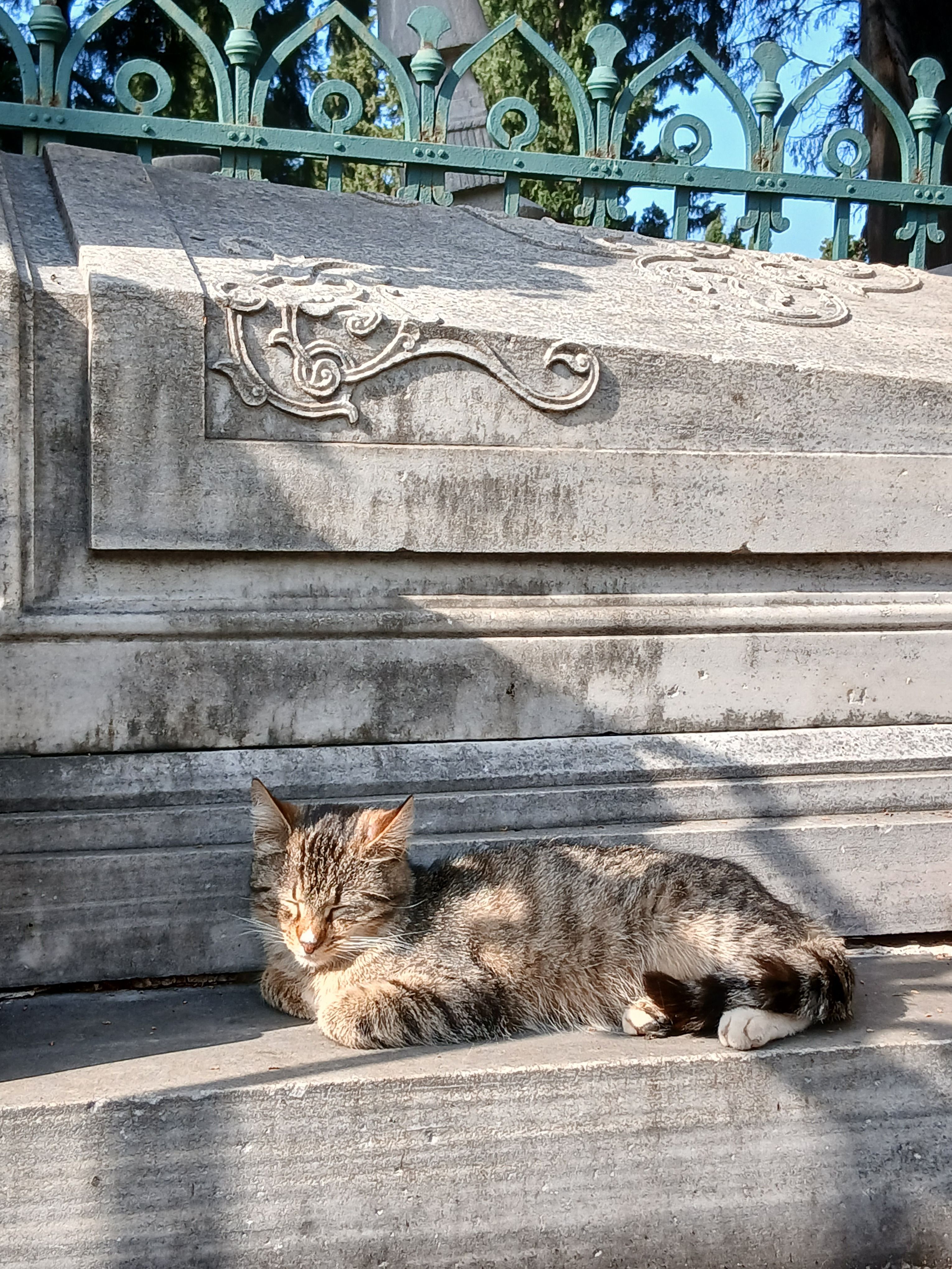 Relaxing Cat on Historical Stone Structure · Free Stock Photo