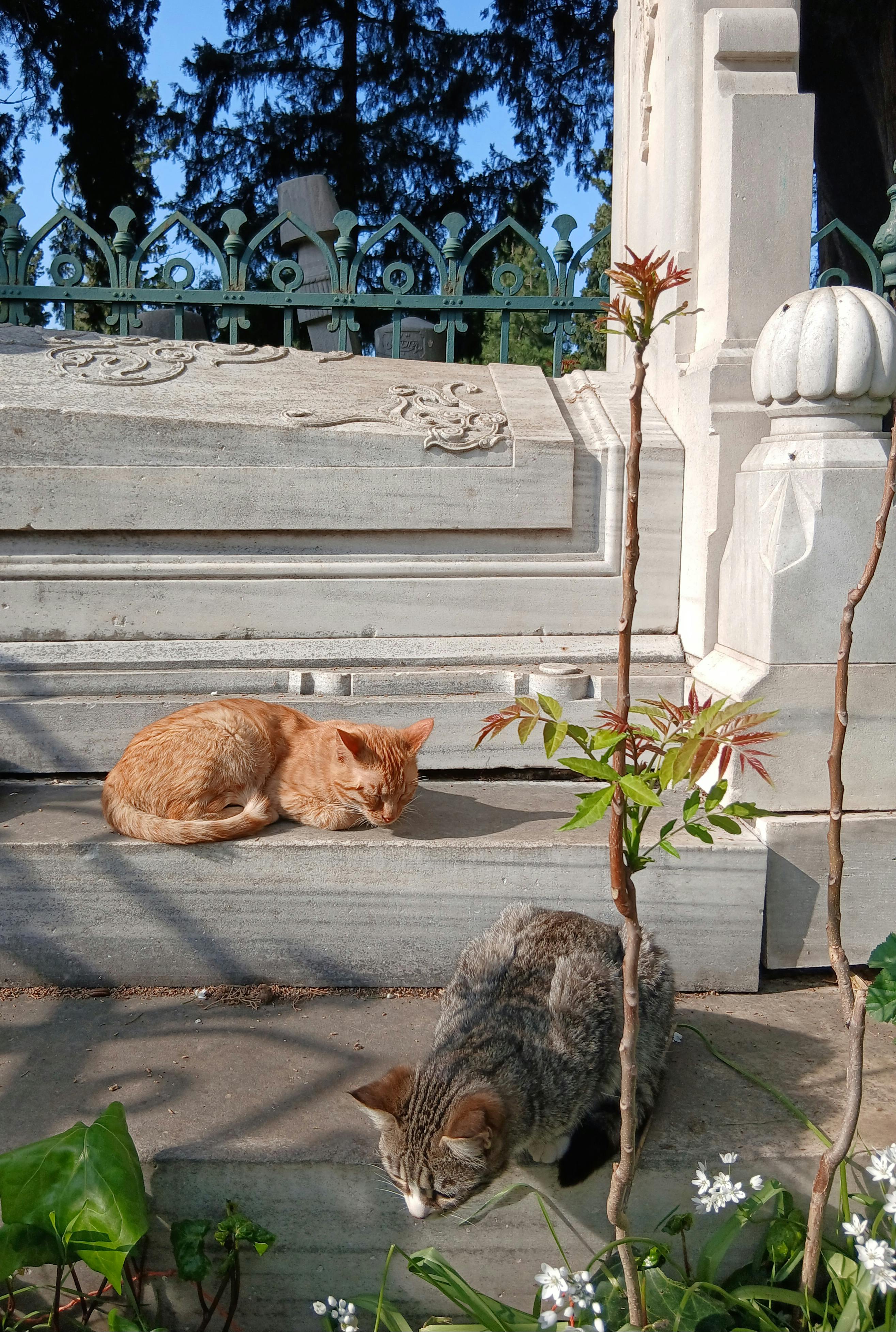 Peaceful Cats Resting by Marble Tombstone · Free Stock Photo