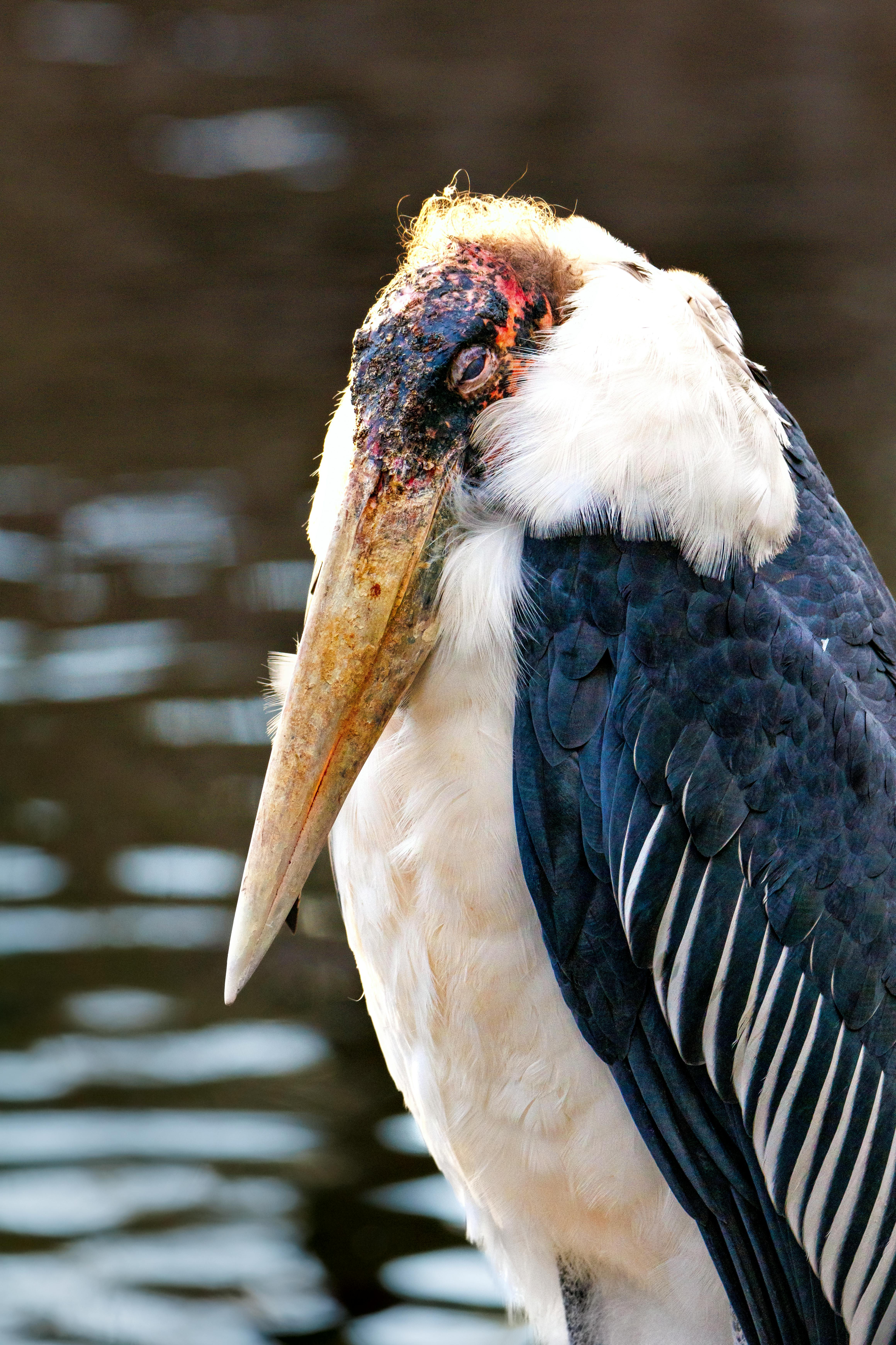 Close-up of Marabou Stork by Water · Free Stock Photo