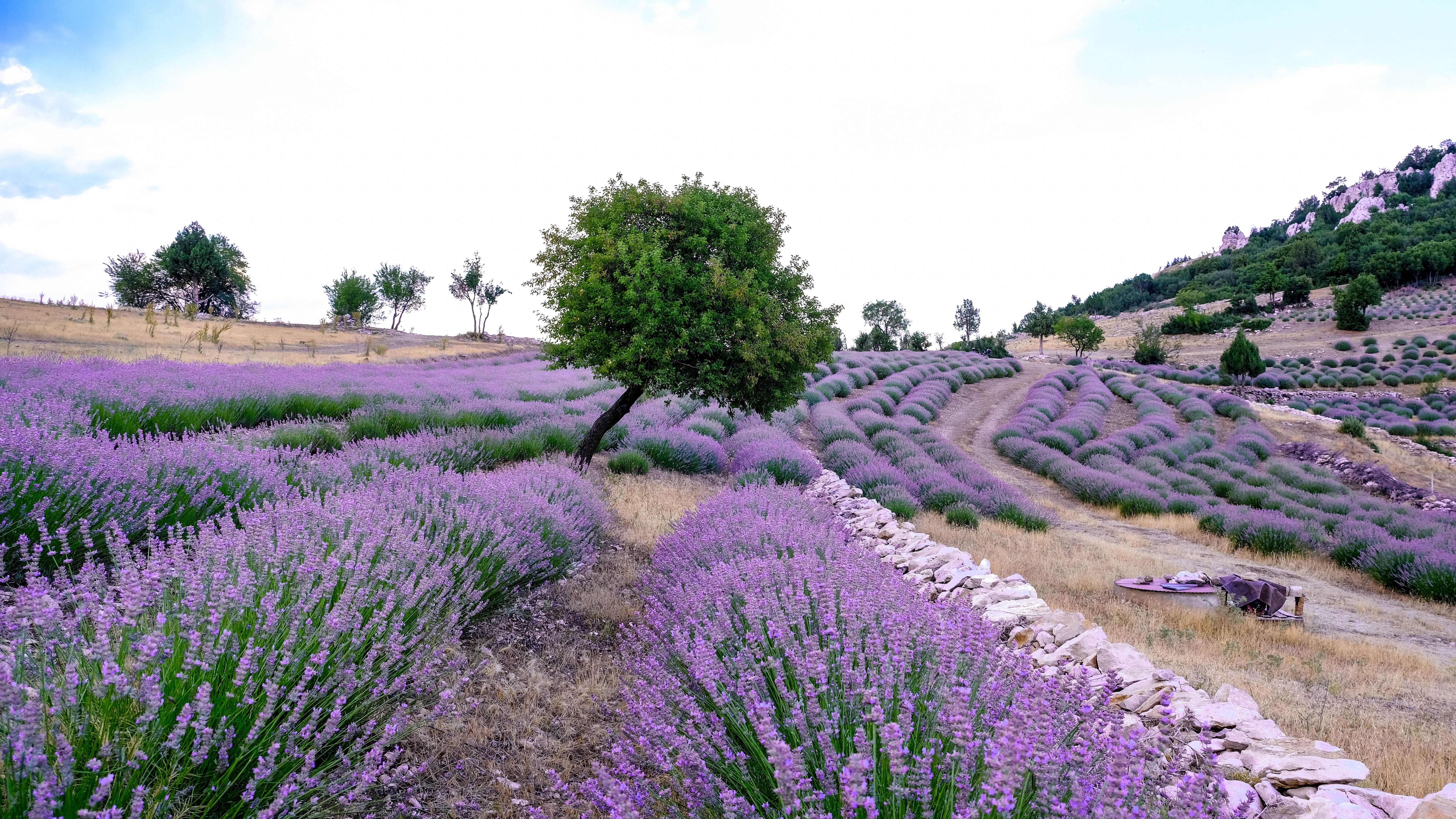 Lavender Field Landscape in Bucak, Turkey · Free Stock Photo