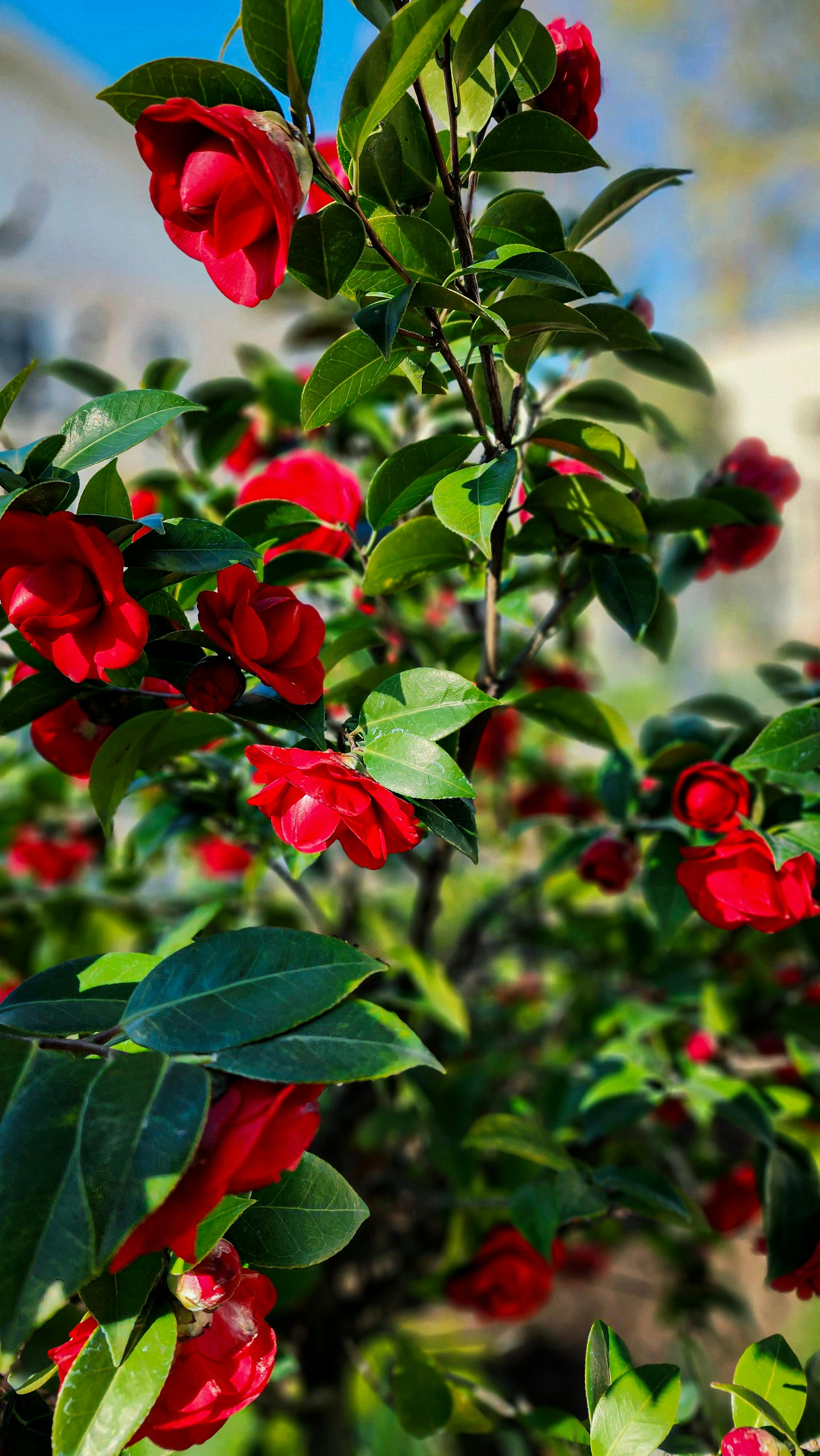 Vibrant Red Camellias in Full Bloom Outdoors · Free Stock Photo