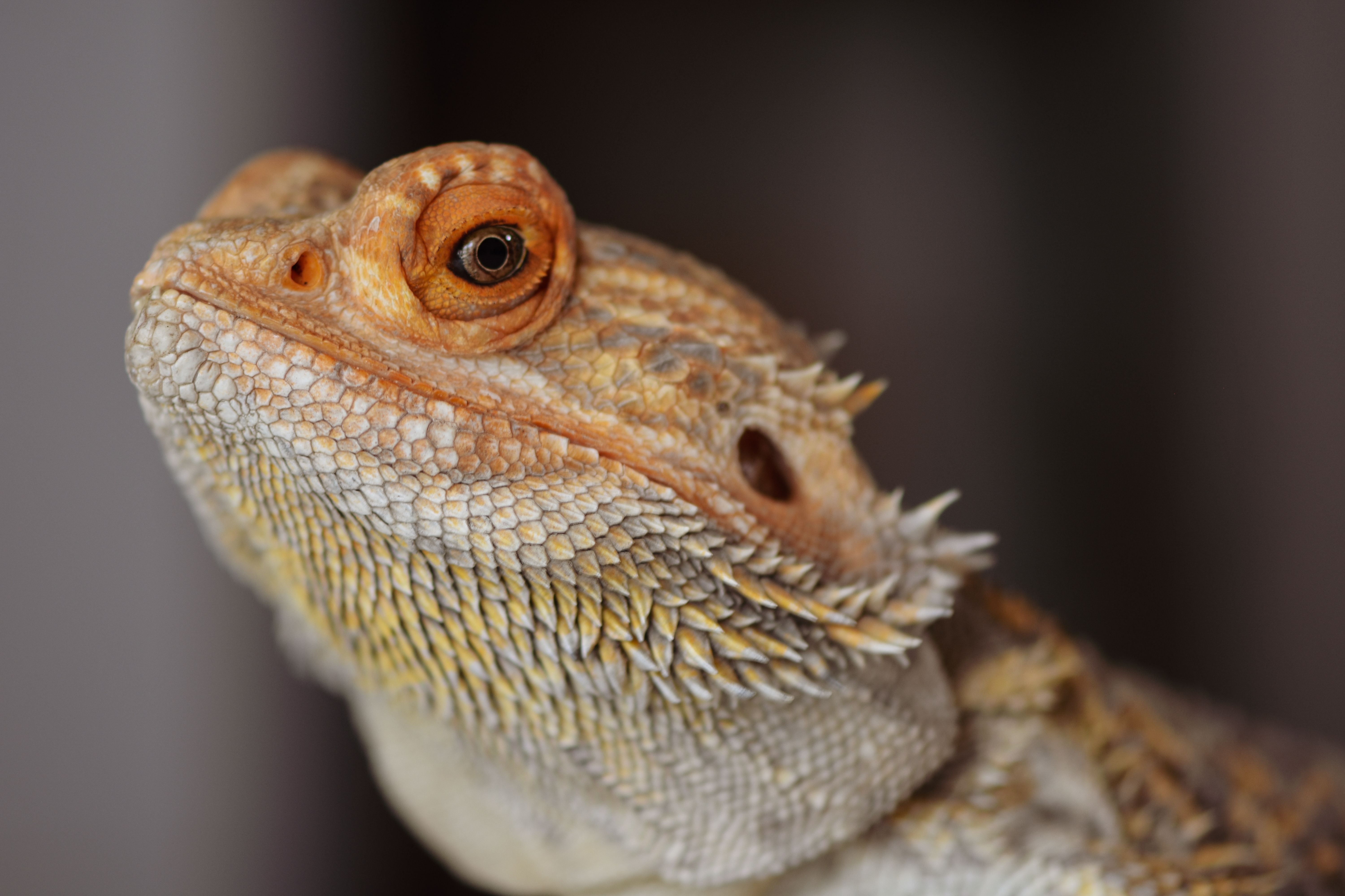 Close-Up Portrait of a Bearded Dragon · Free Stock Photo
