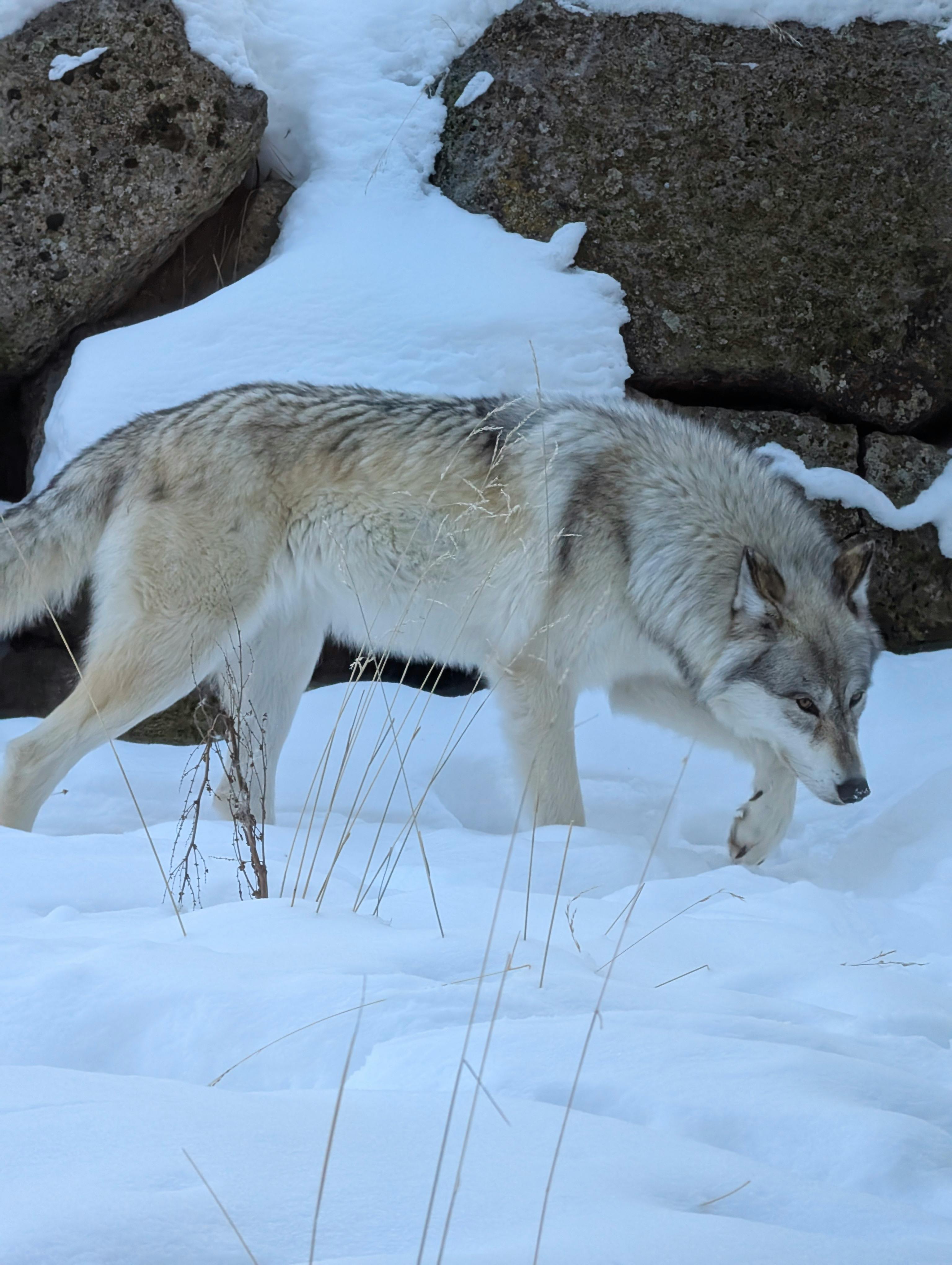 Majestic Gray Wolf in Snowy Montana Landscape · Free Stock Photo