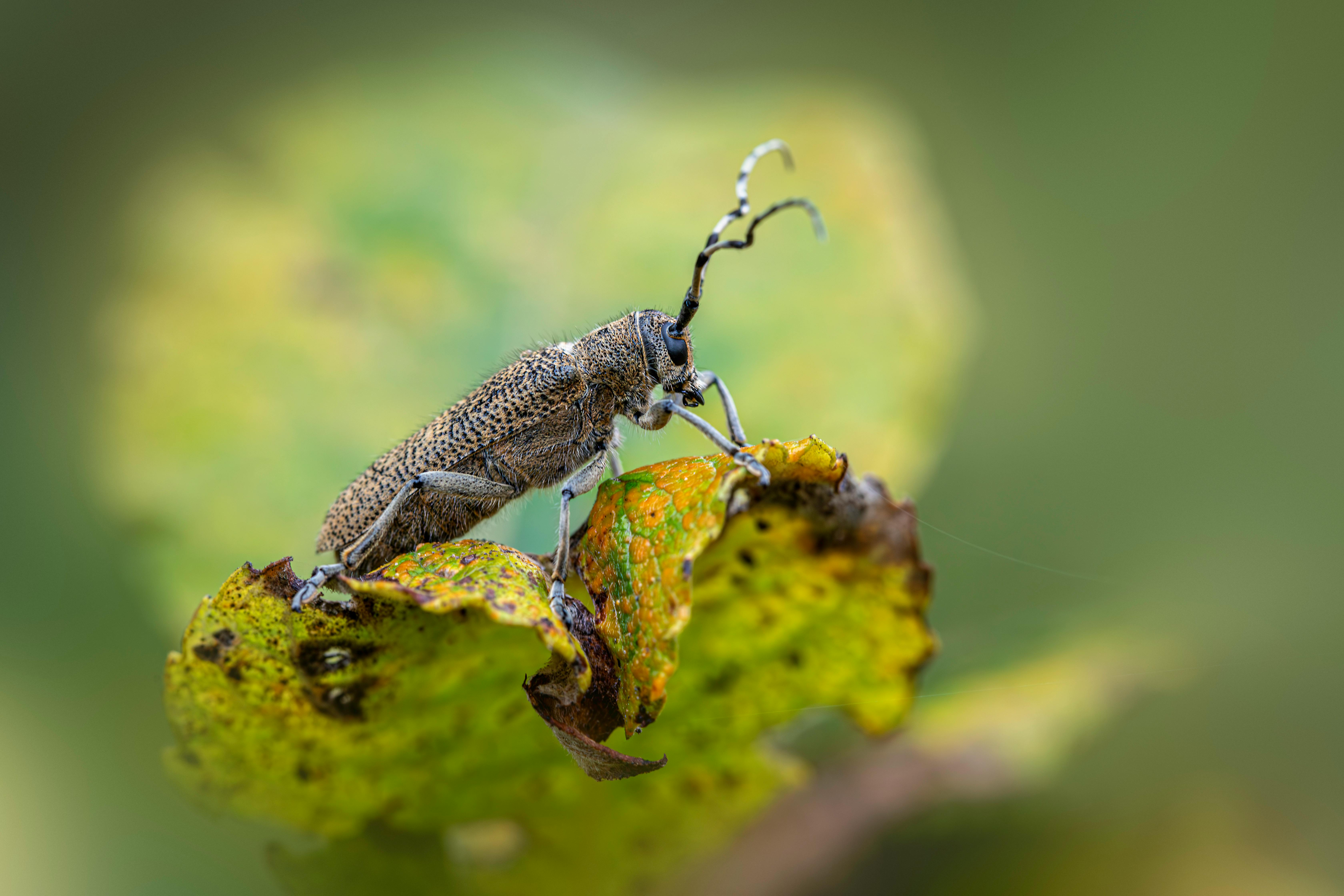 Close-Up of Large Poplar Borer on a Leaf · Free Stock Photo
