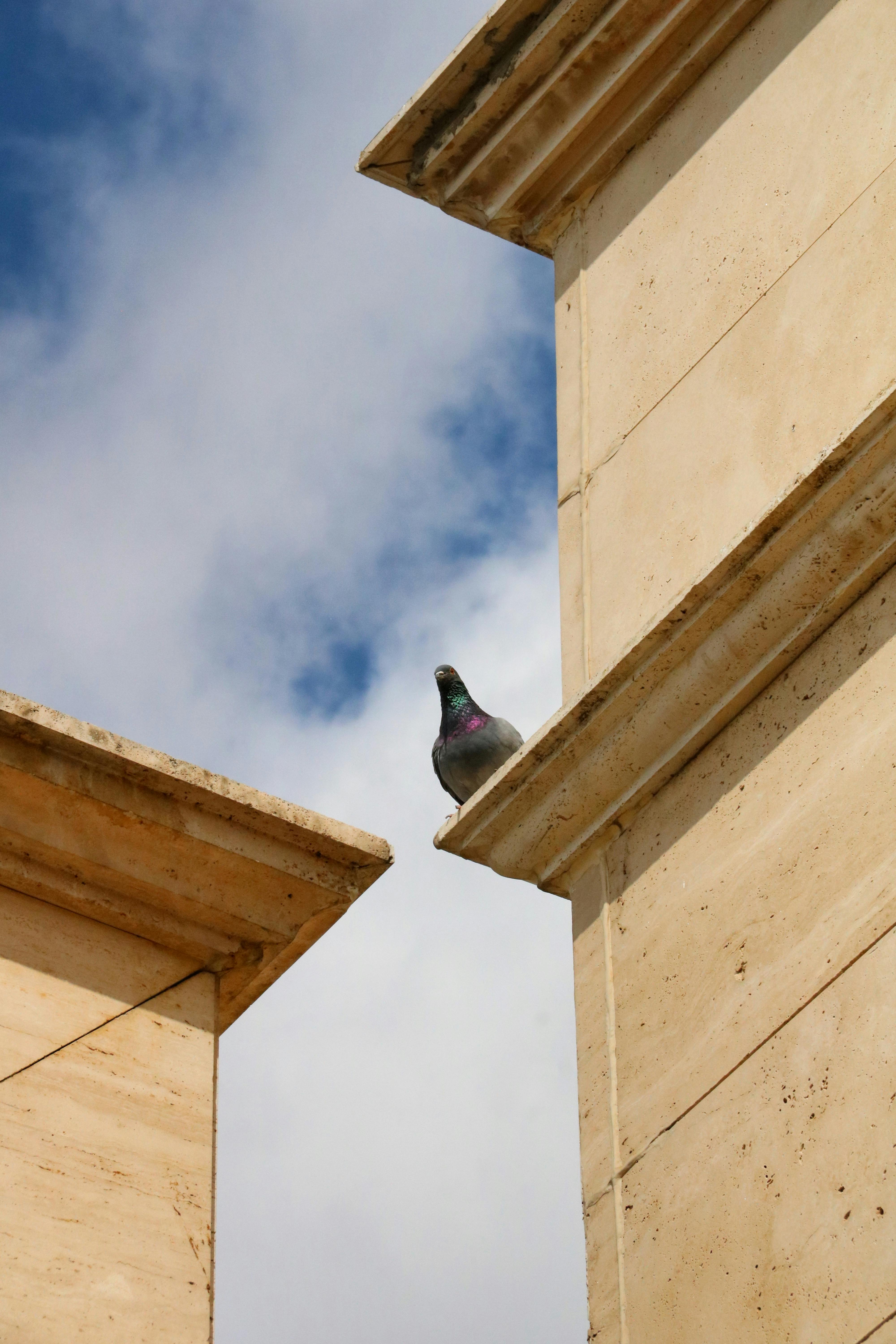 Pigeon on Urban Building Ledge with Blue Sky · Free Stock Photo