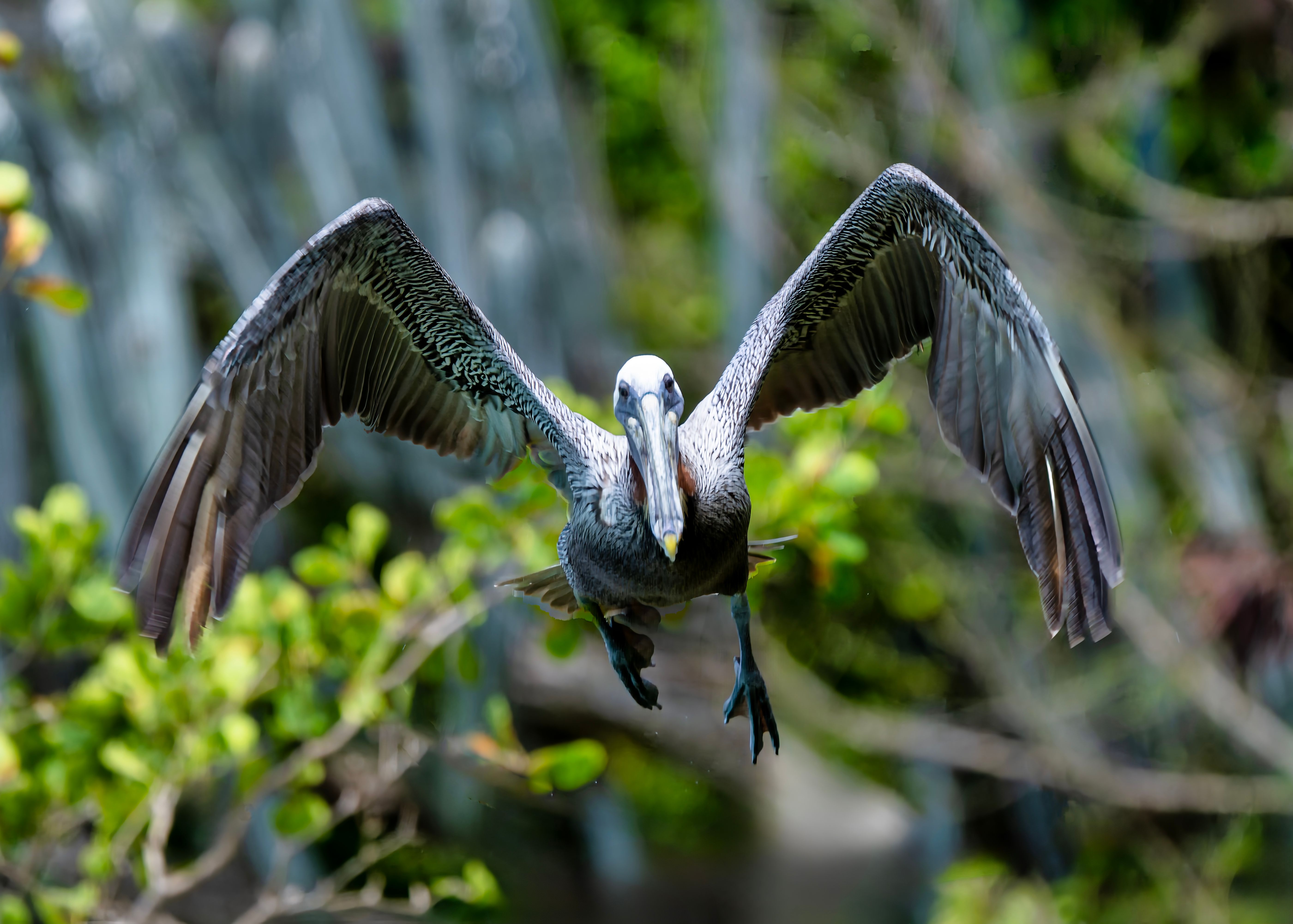Close-up Image of a Flying Brown Pelican · Free Stock Photo