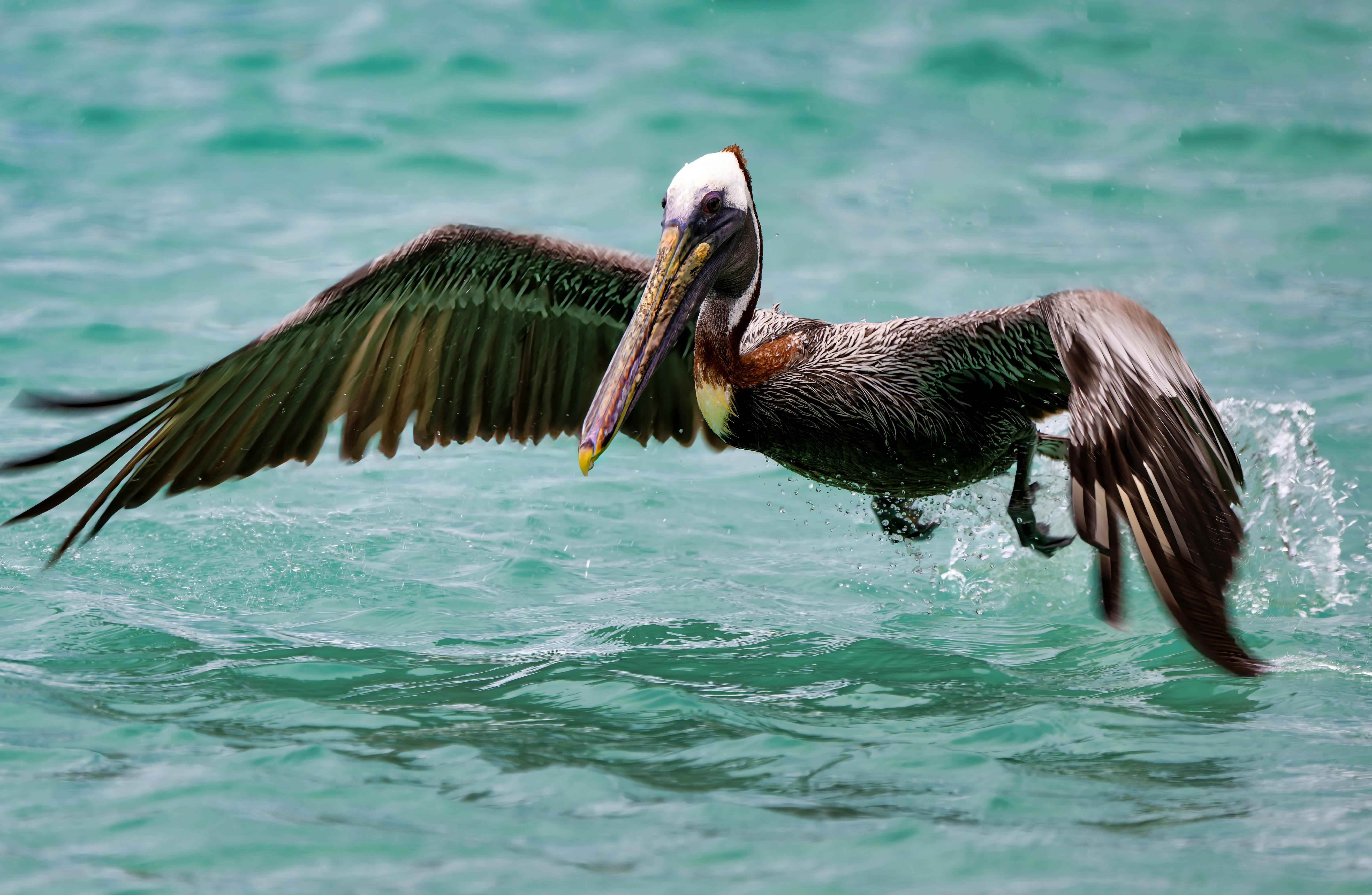 Bird Slow Motion Photos, Download The BEST Free Bird Slow Motion Stock ...