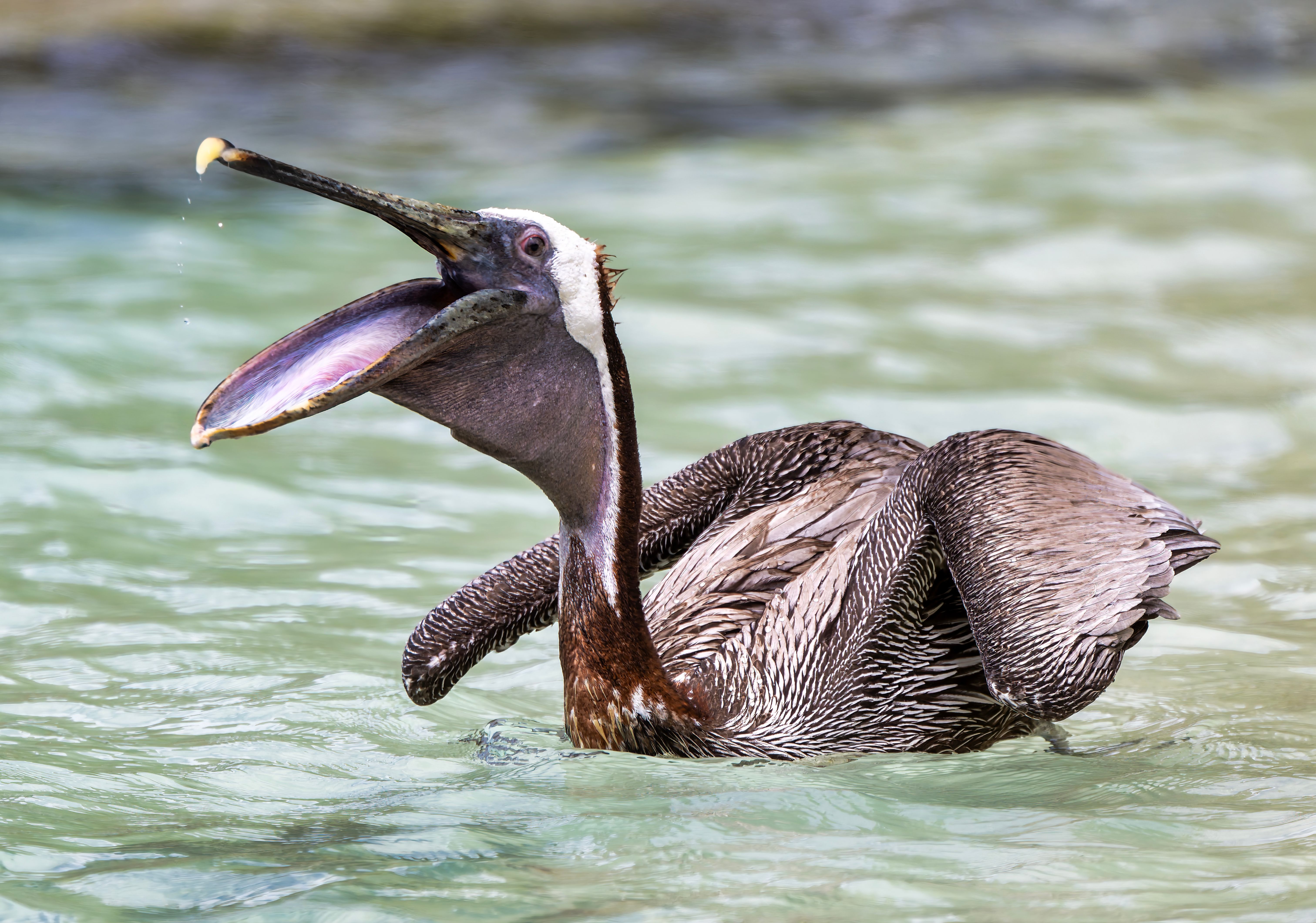 Brown Pelican Displaying Distinctive Beak in Ocean · Free Stock Photo