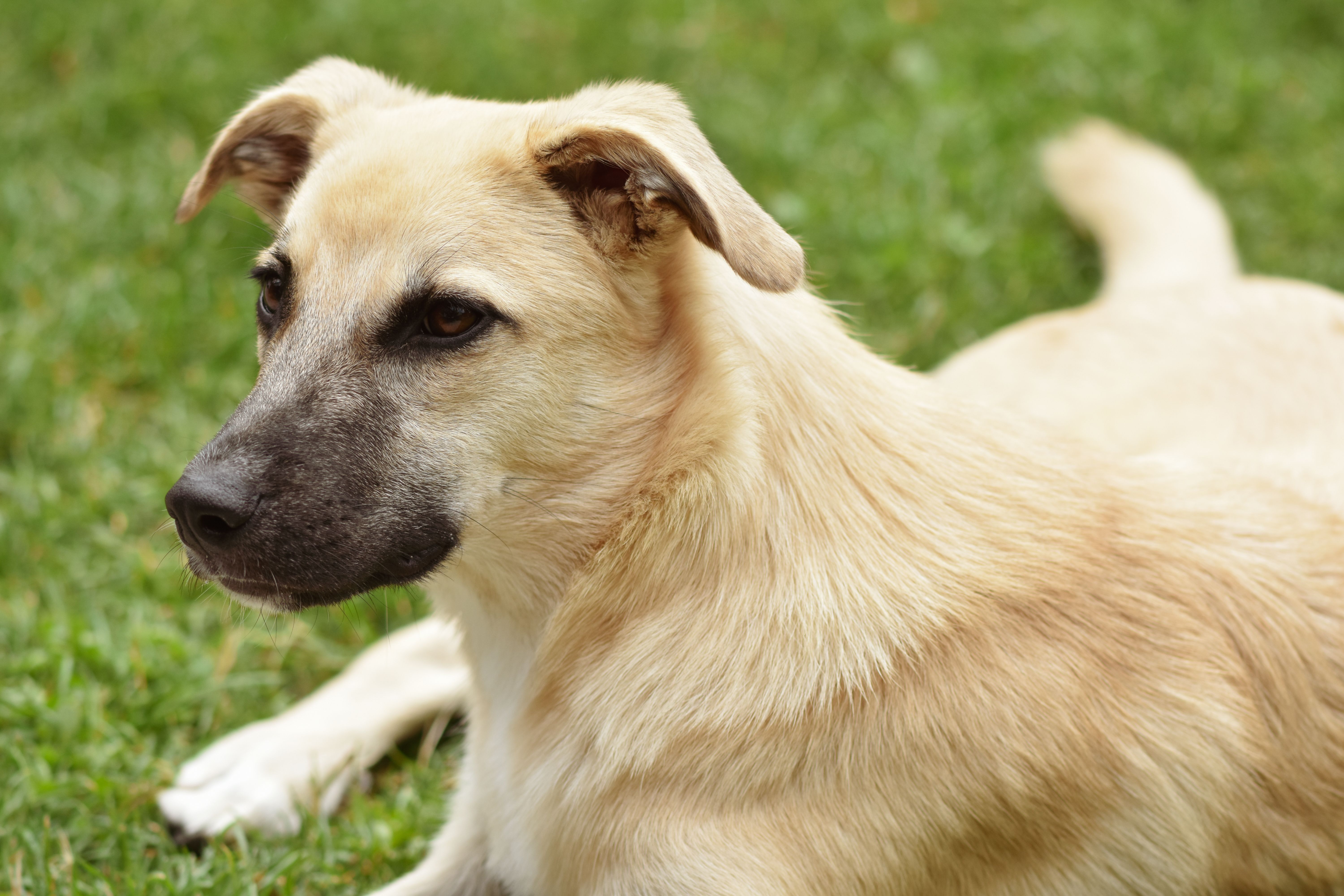 Portrait of a Mixed Breed Dog Relaxing on Grass · Free Stock Photo