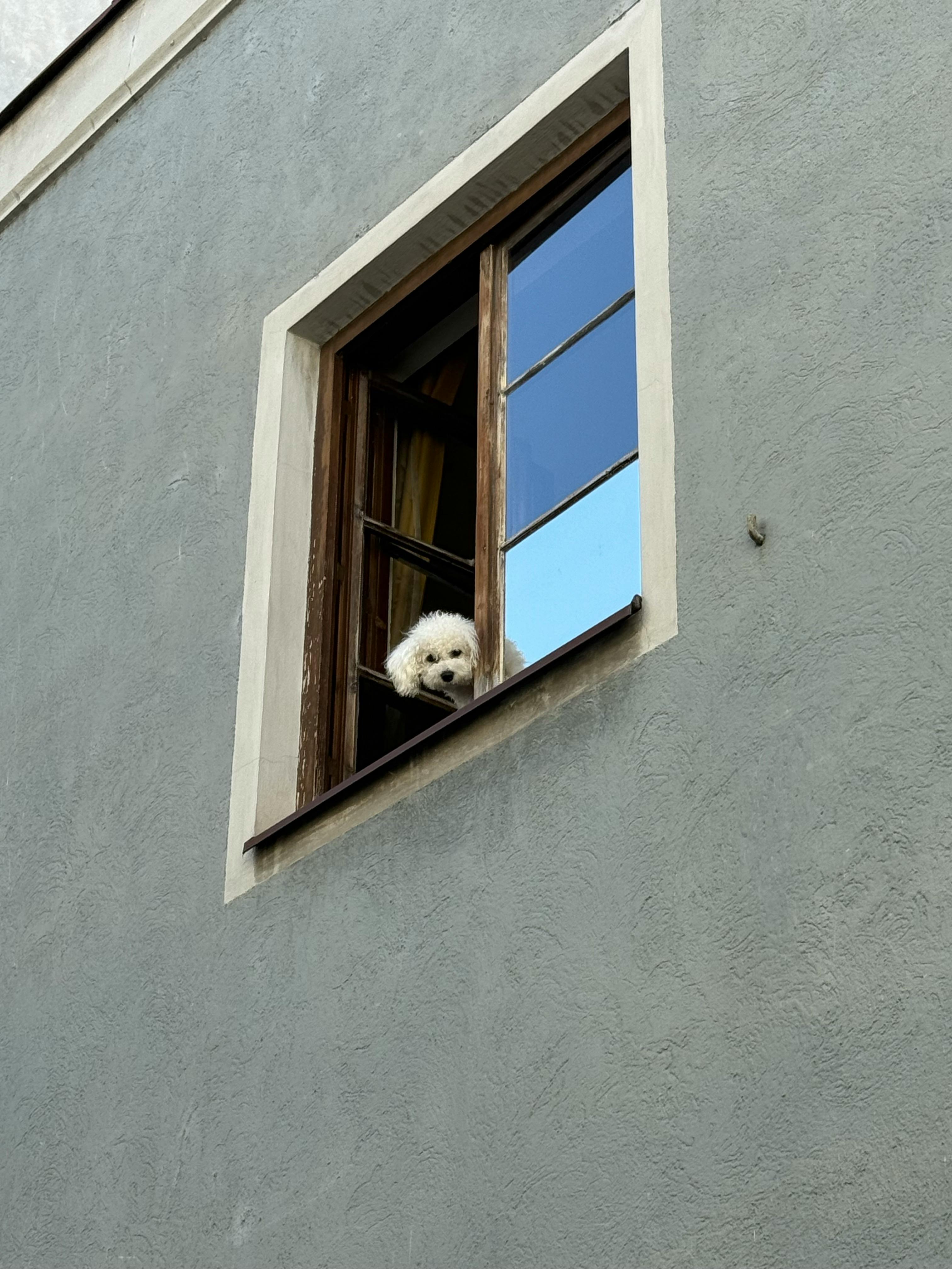 Curious White Dog Peering from Apartment Window · Free Stock Photo