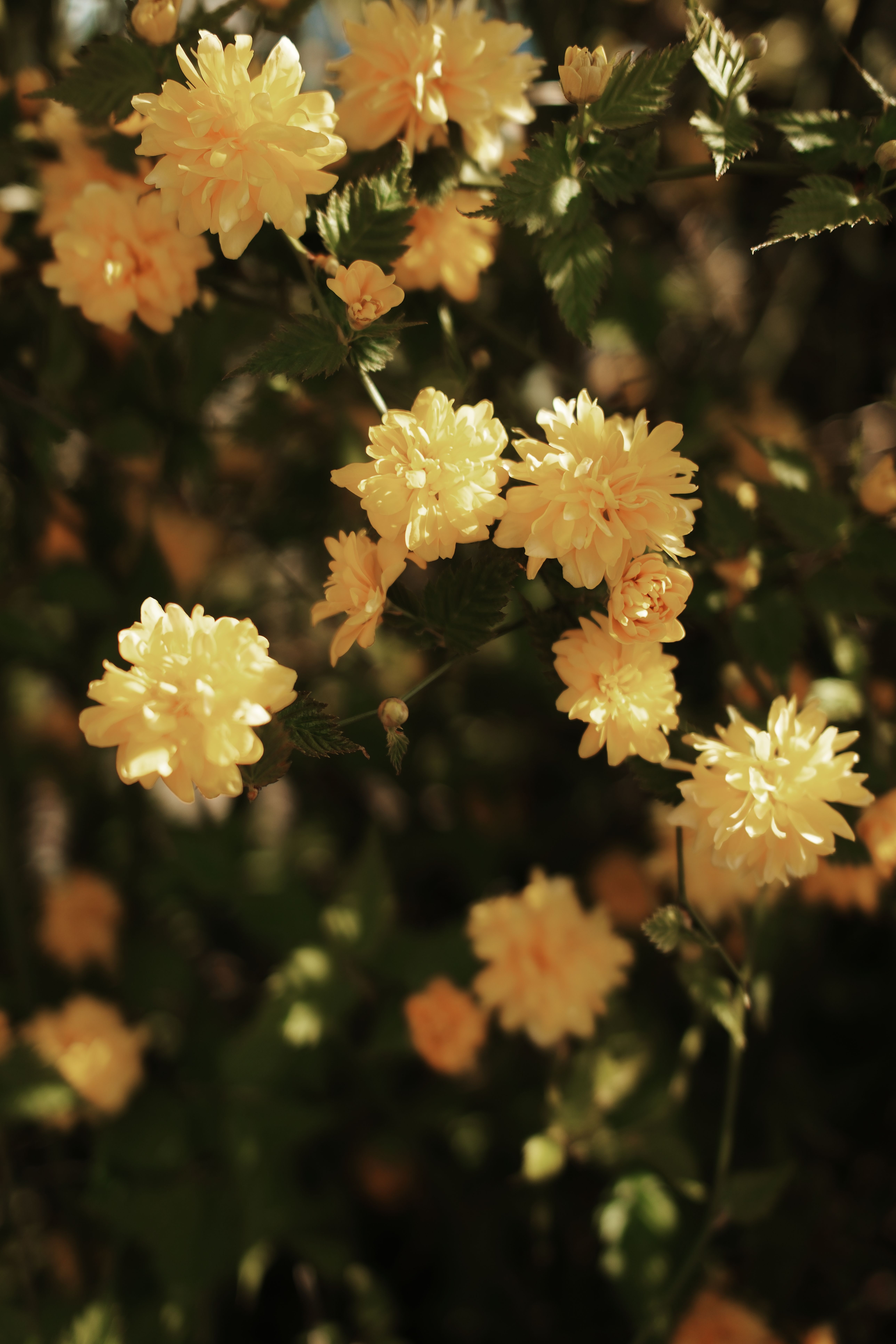 Beautiful Cluster of Yellow Kerria Flowers · Free Stock Photo