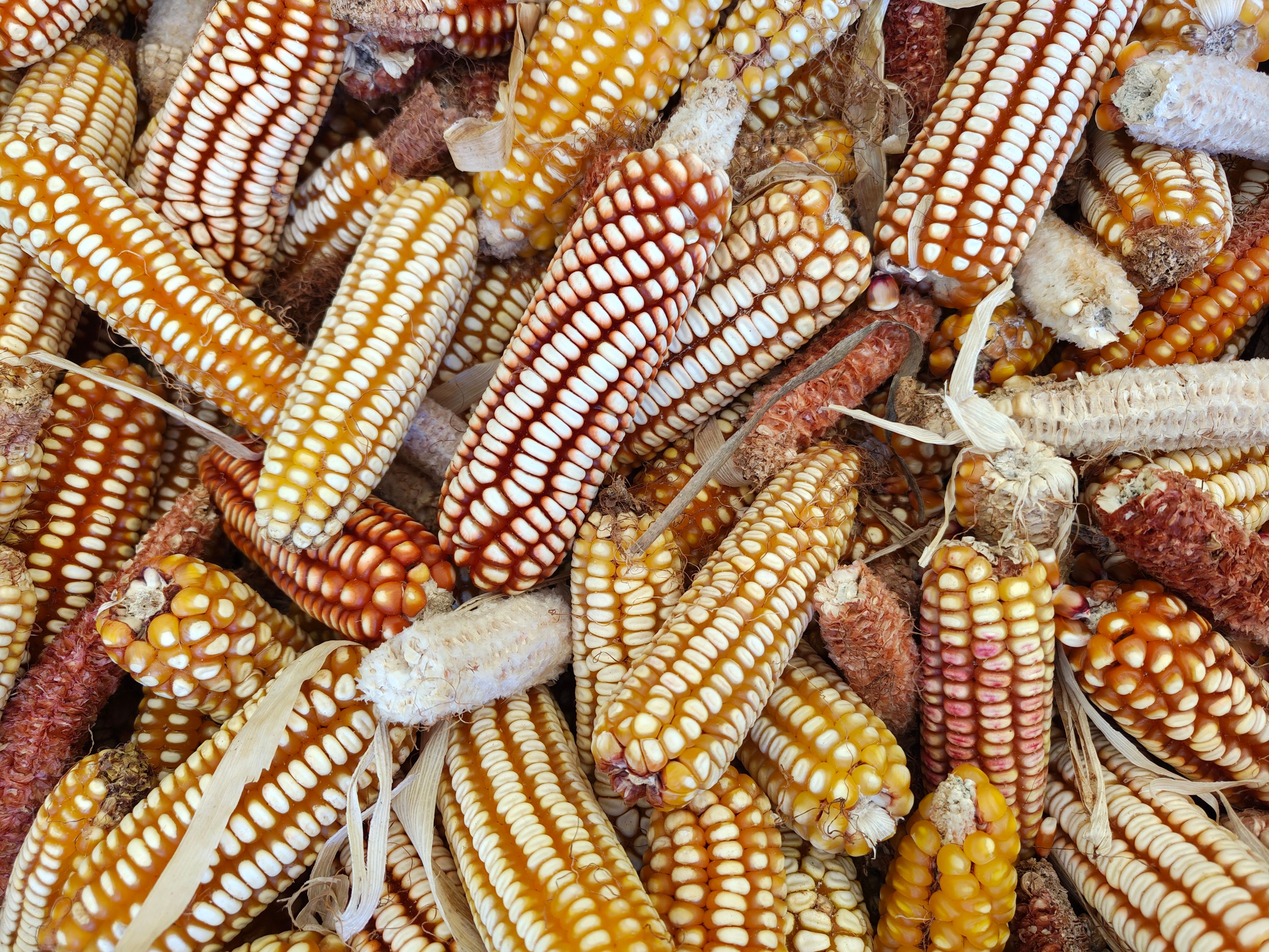 Primer Plano De Mazorcas De Maíz De Colores A Granel · Foto de stock ...