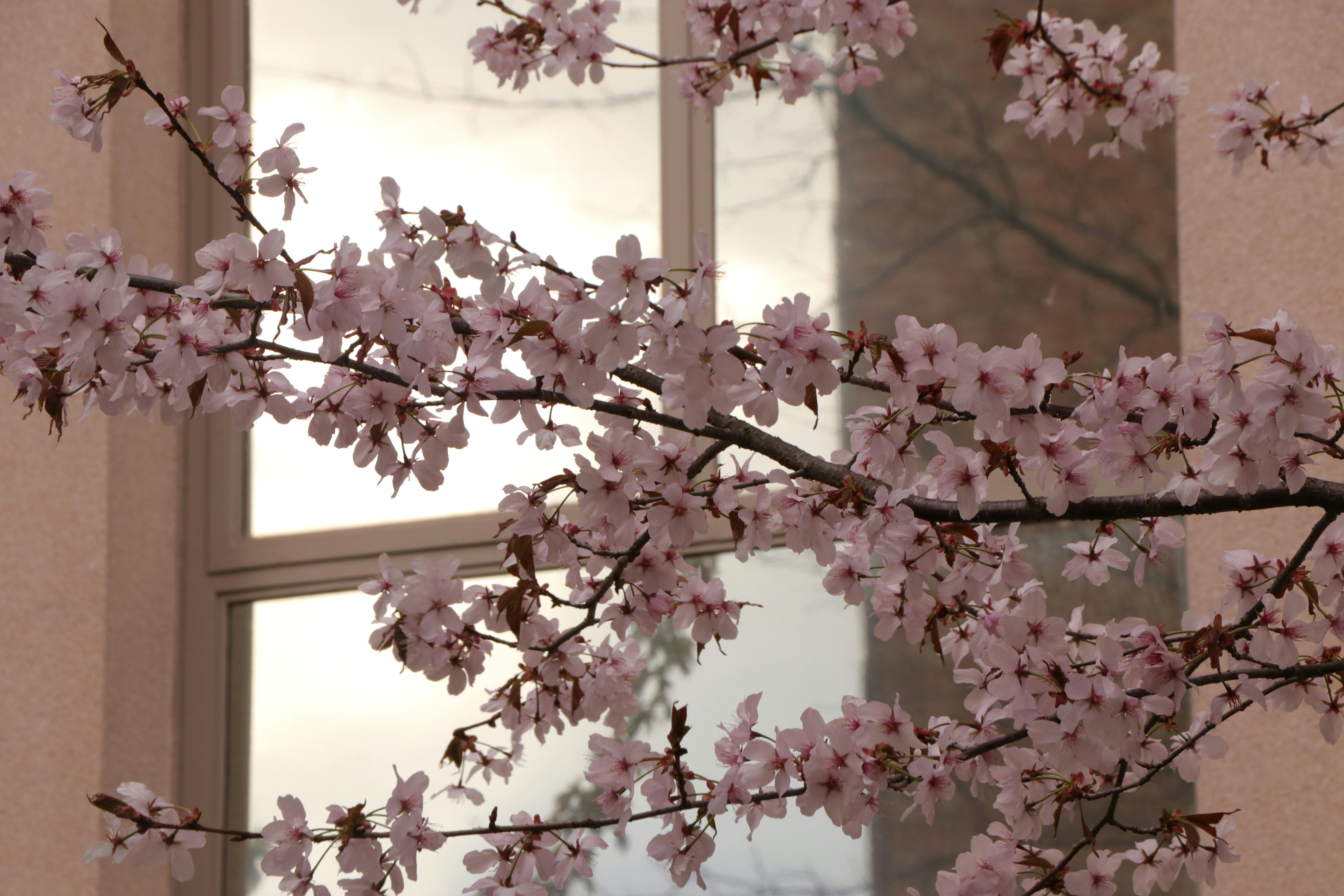 Cherry Blossoms in Bloom Against Building · Free Stock Photo