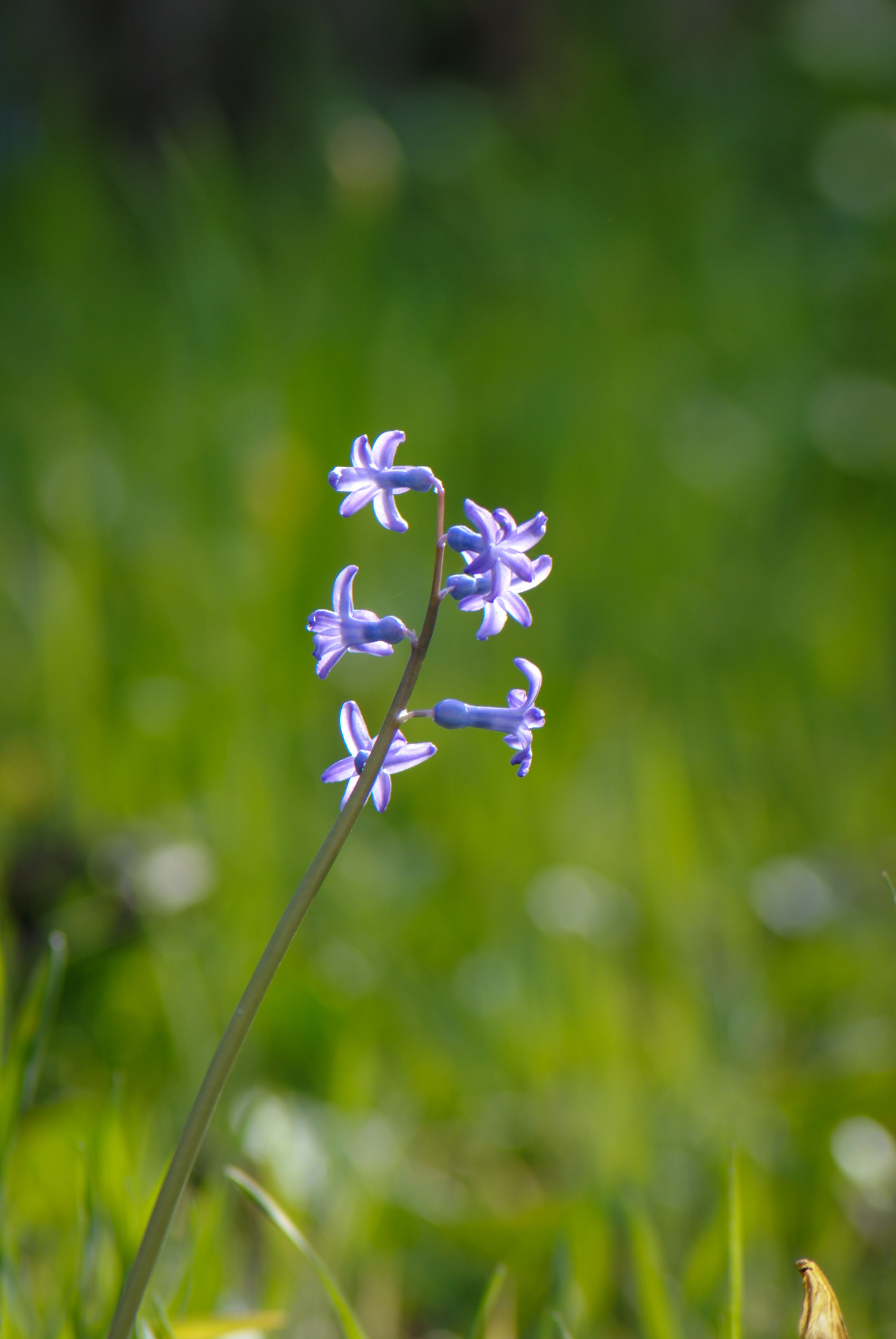 Delicate Bluebell Flower Blooming in Sunlight · Free Stock Photo