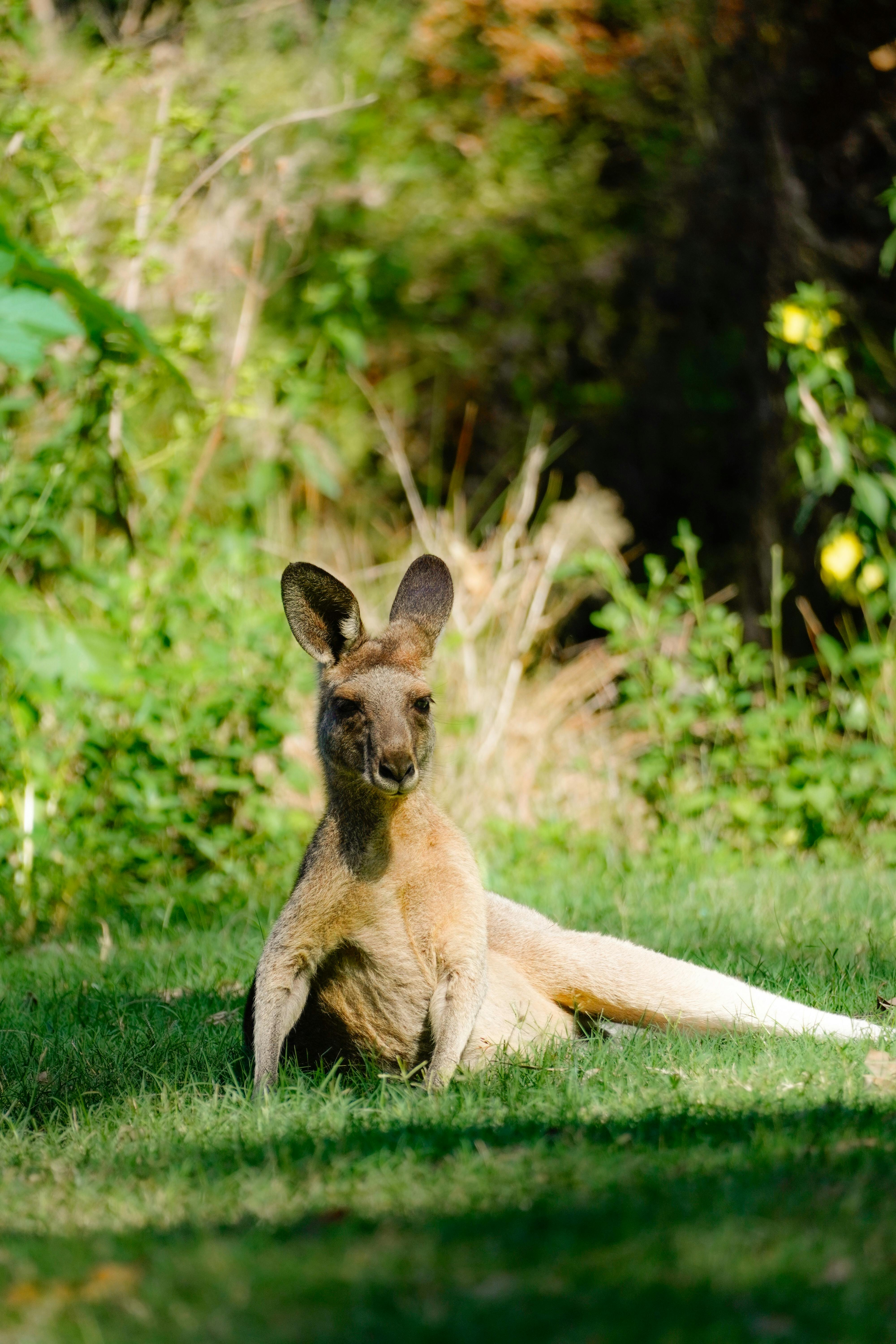 Relaxed Kangaroo in Sunlit Woodland Setting · Free Stock Photo