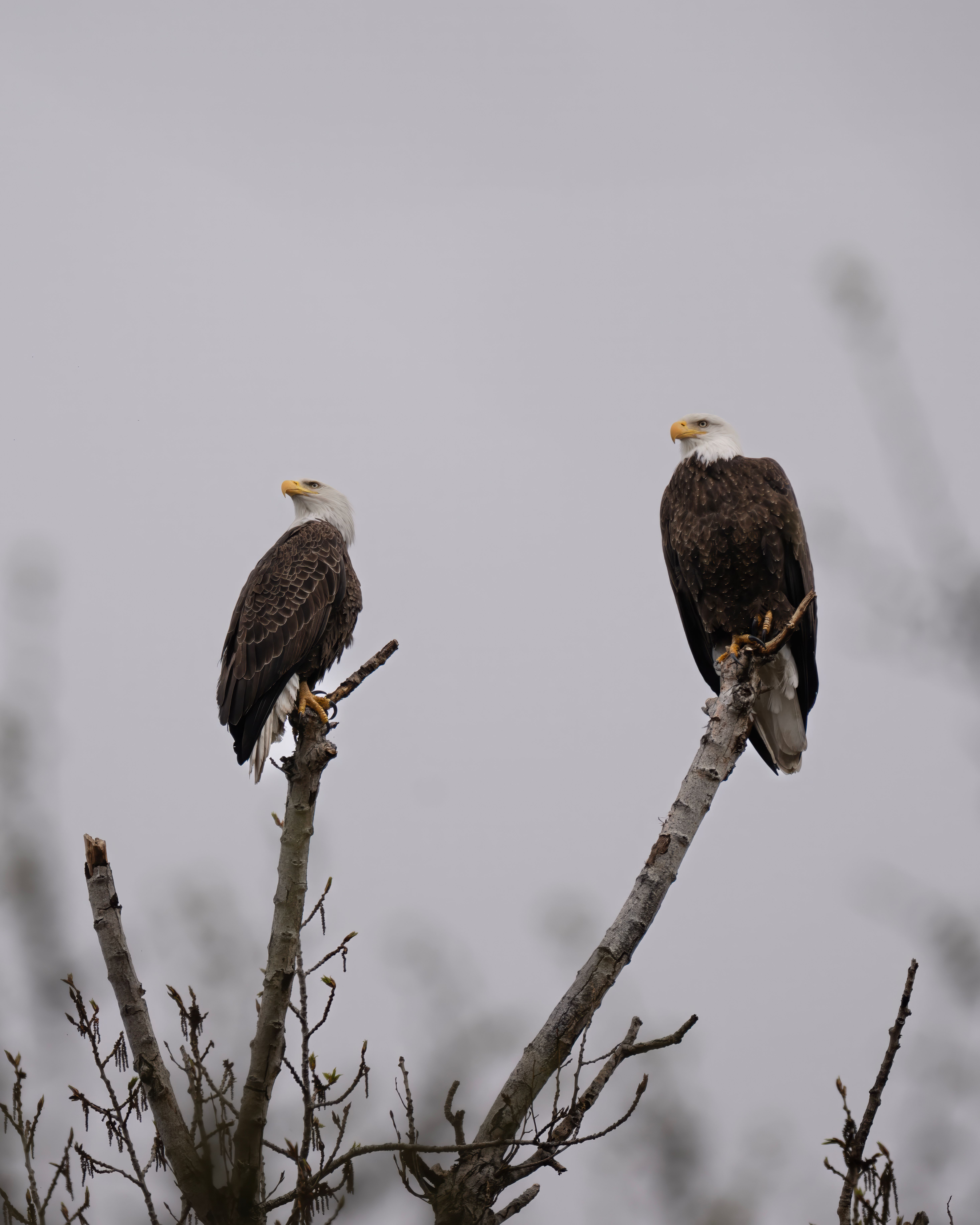 Two Eagles Photos, Download The BEST Free Two Eagles Stock Photos & HD ...