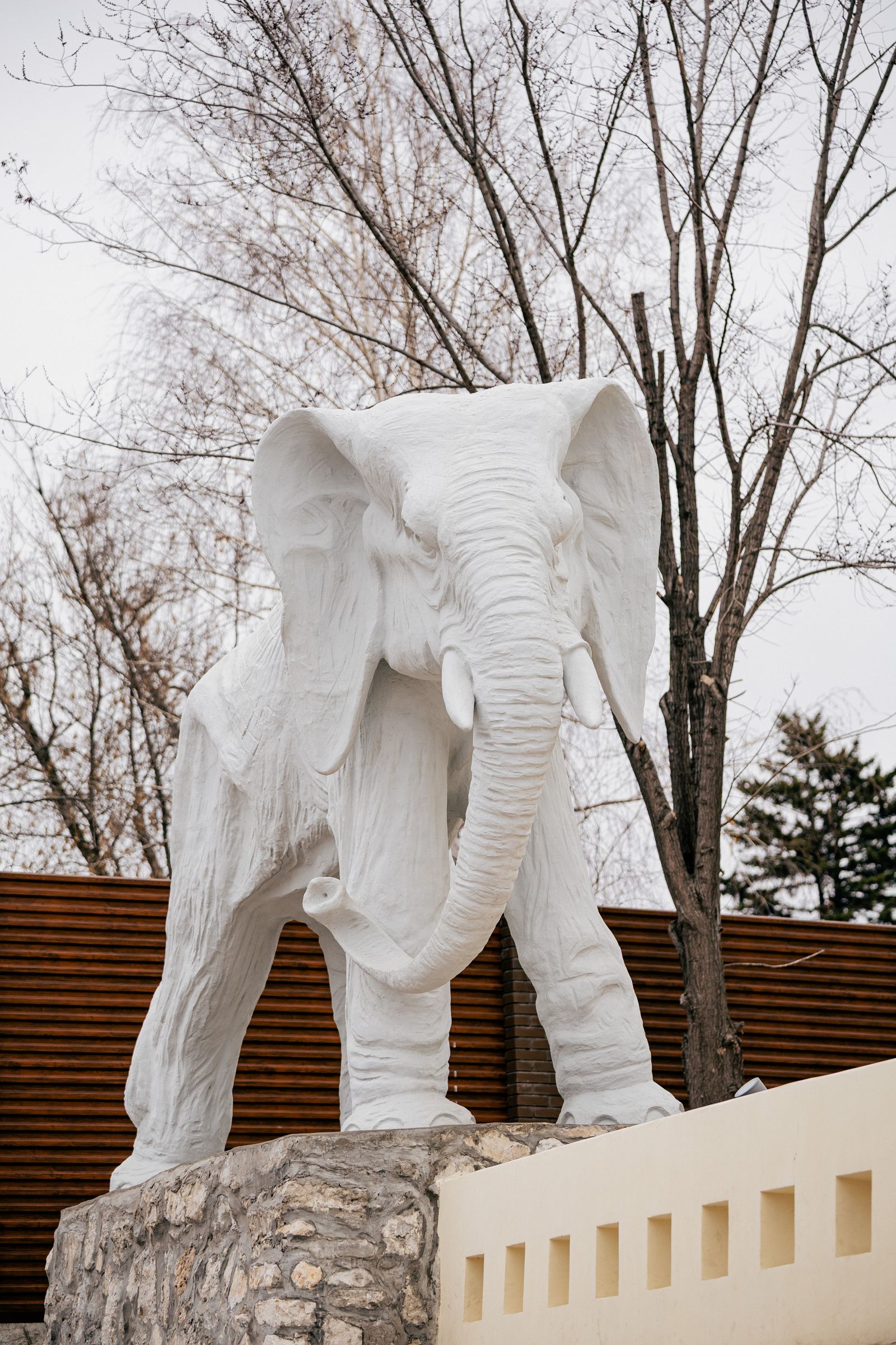 White Elephant Photos, Download The BEST Free White Elephant Stock ...