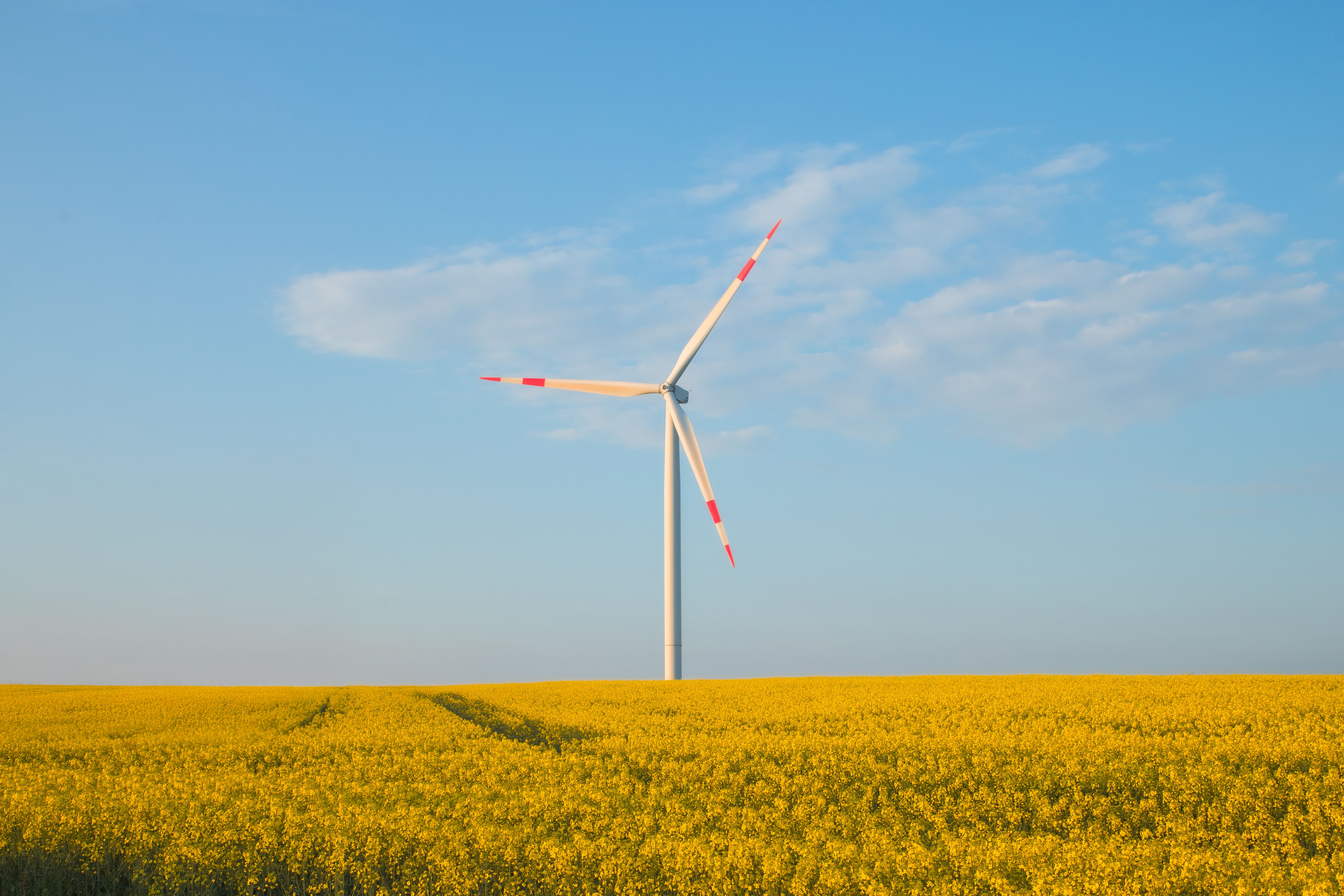 Wind Turbine in Yellow Canola Field at Sunset · Free Stock Photo