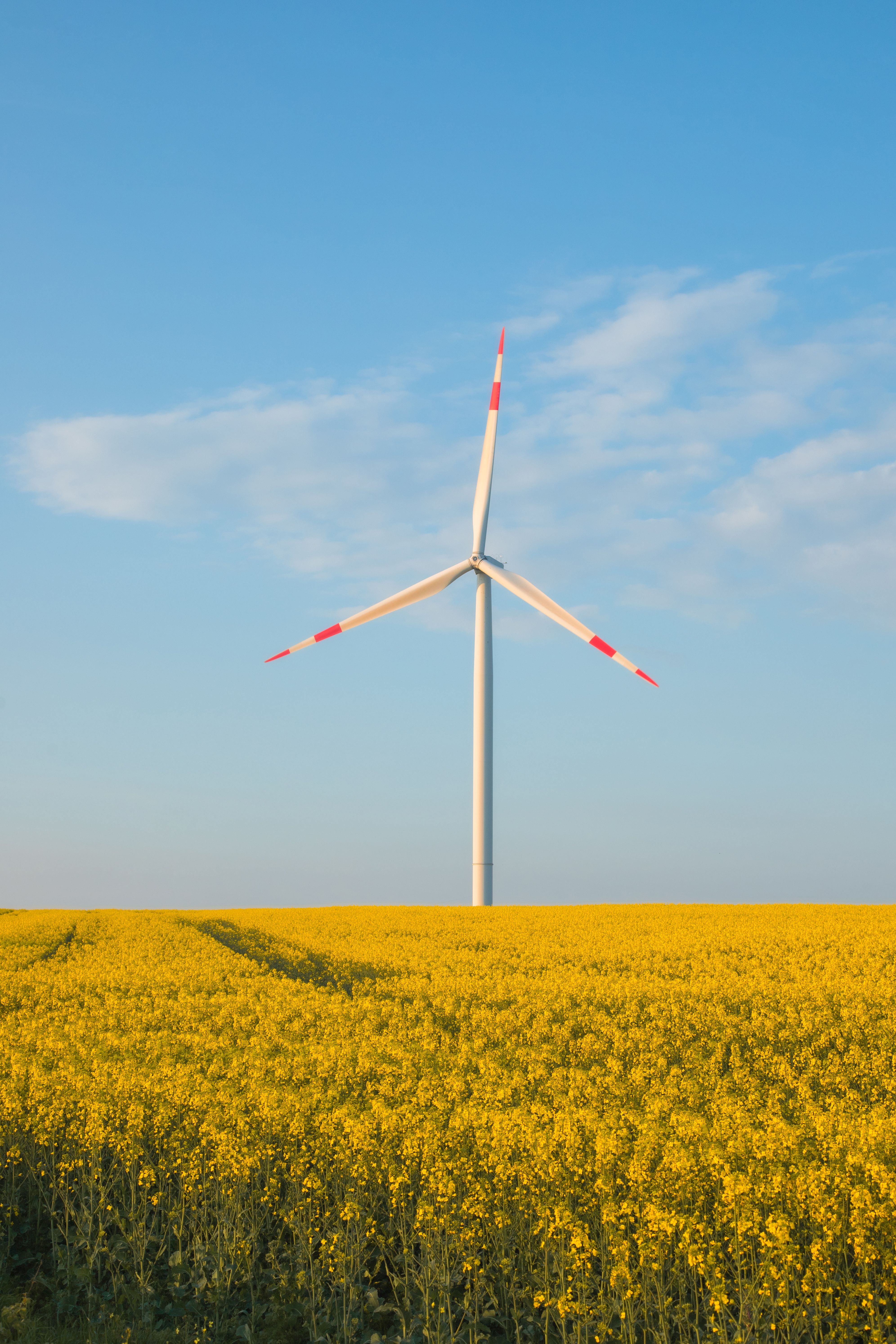 Wind Turbine in Vibrant Yellow Canola Field · Free Stock Photo