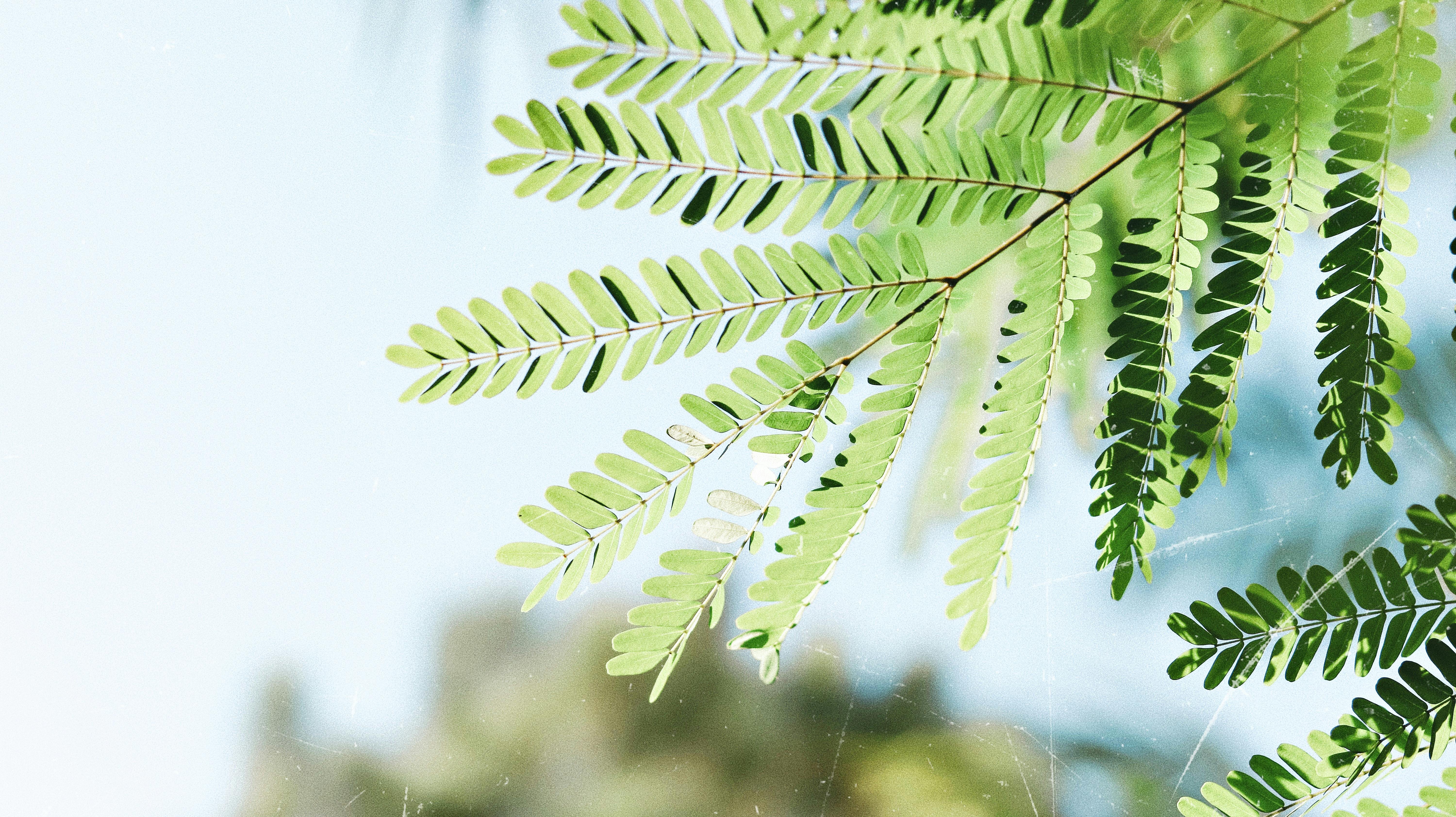 Photo of Two Fern Leaves · Free Stock Photo