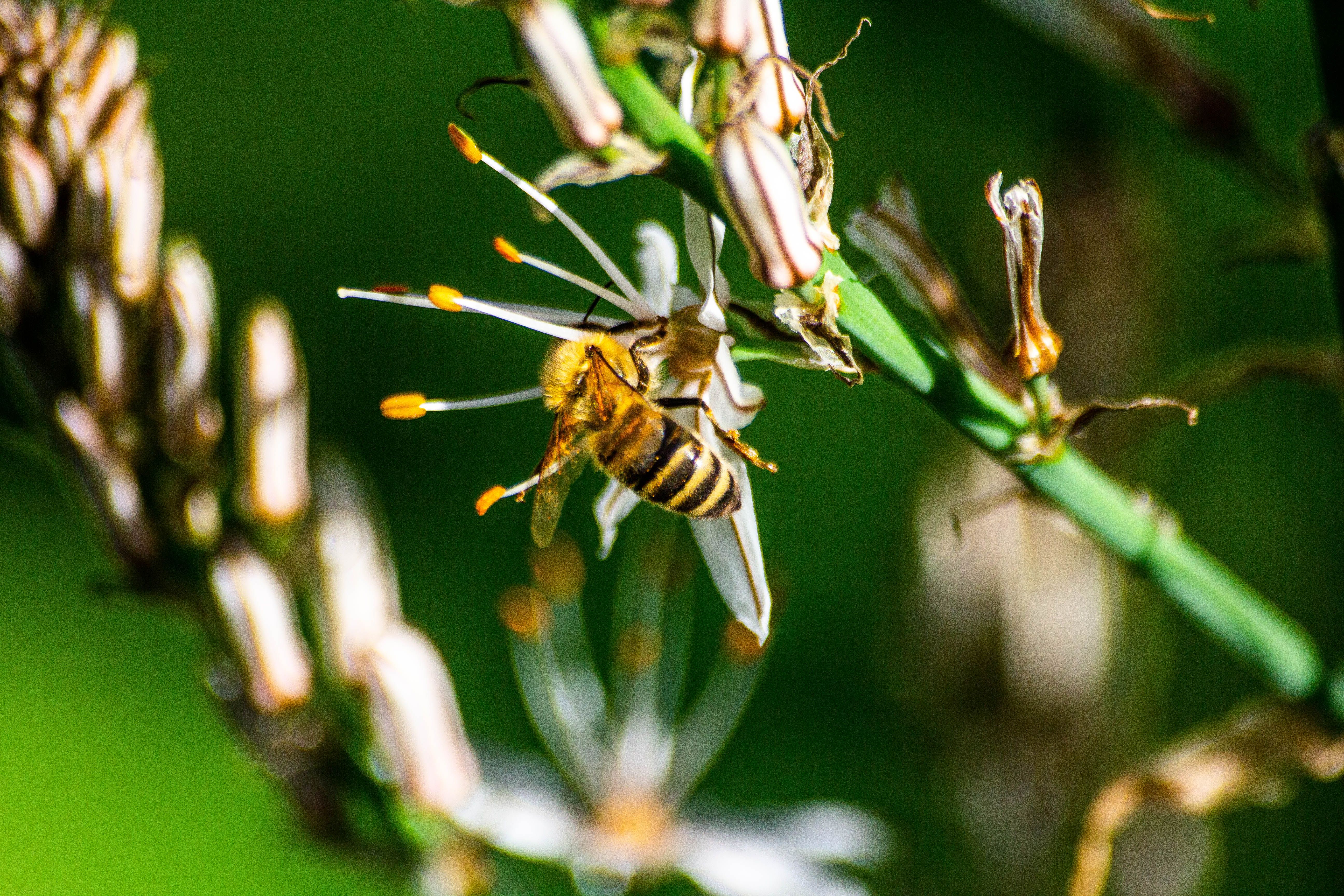 Oveja Bee Photos, Download The BEST Free Oveja Bee Stock Photos & HD Images
