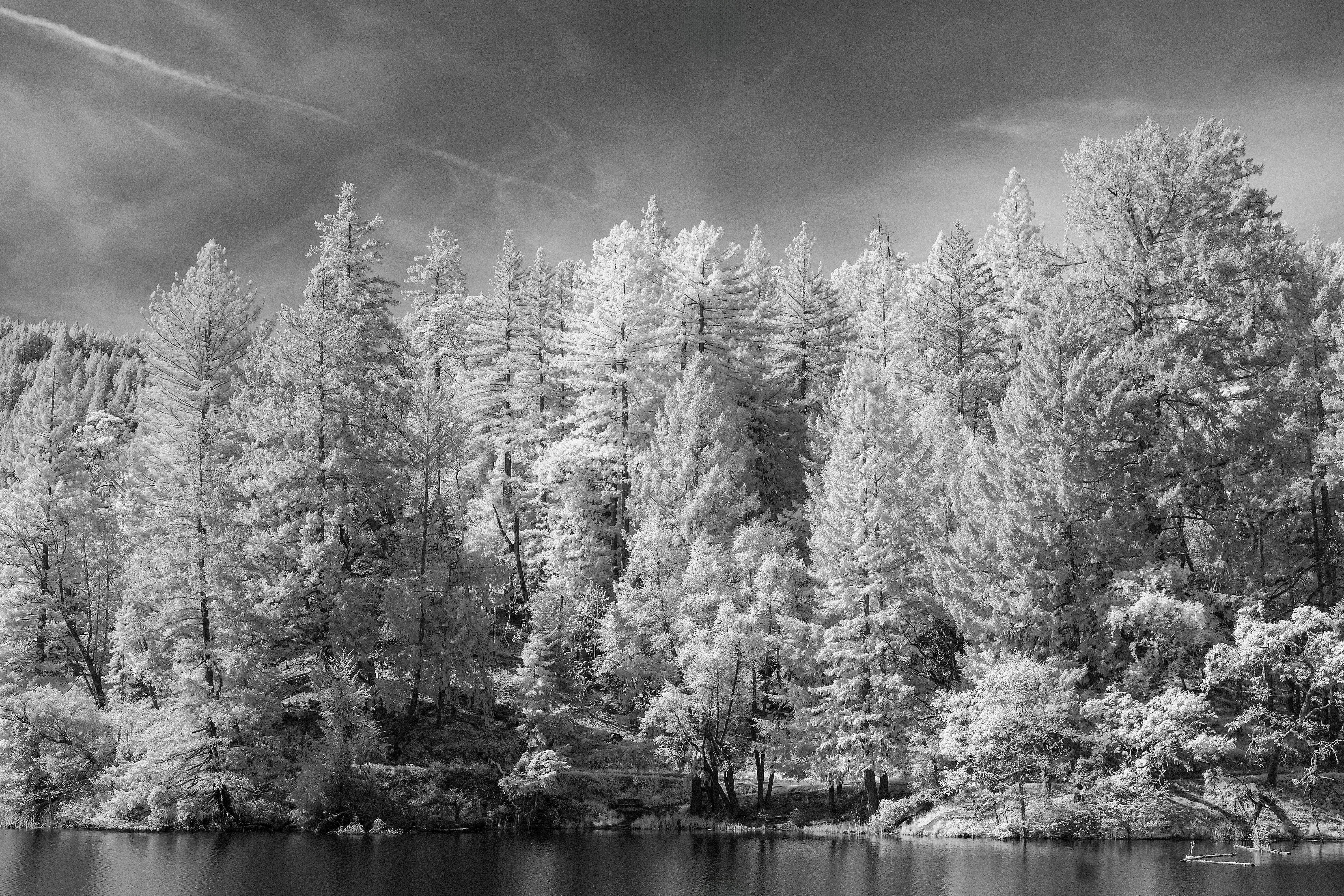 Black and White Infrared Forest Landscape · Free Stock Photo